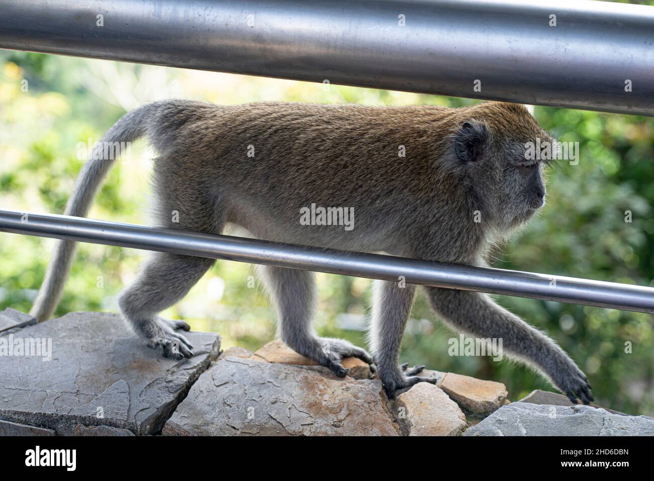 Walking behind a monkey hi-res stock photography and images - Alamy