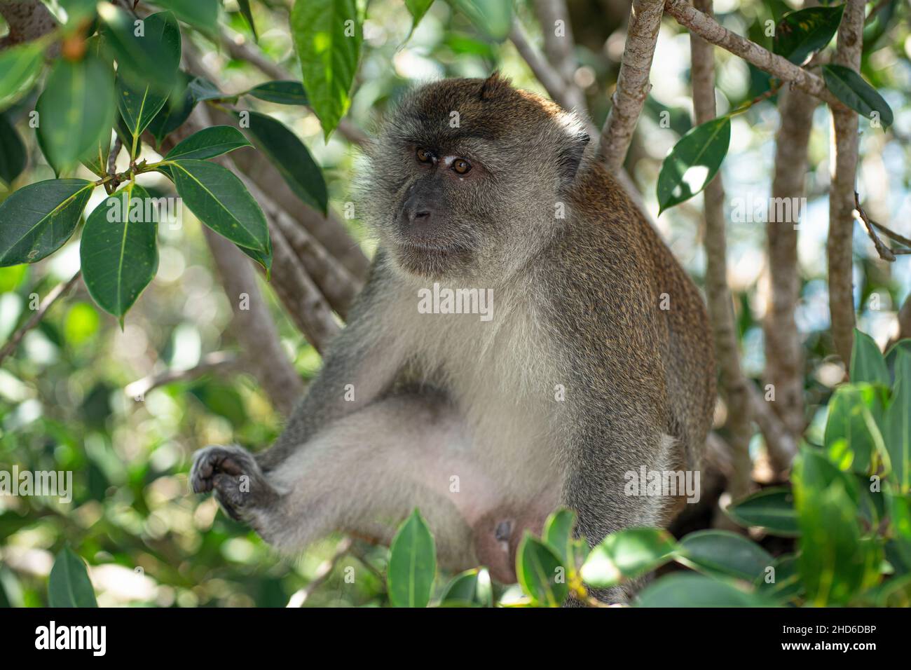A single monkey sitting among the branches of a tree. Selective focus ...
