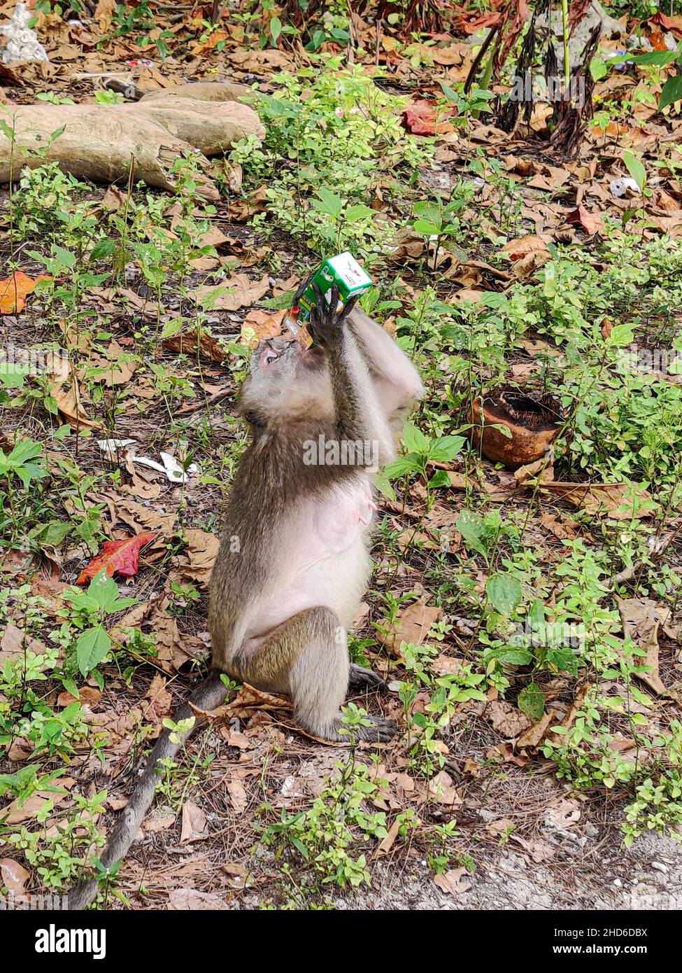 Langkawi Island, Malaysia: Nov 5, 2021 - A monkey drinking from a juice ...