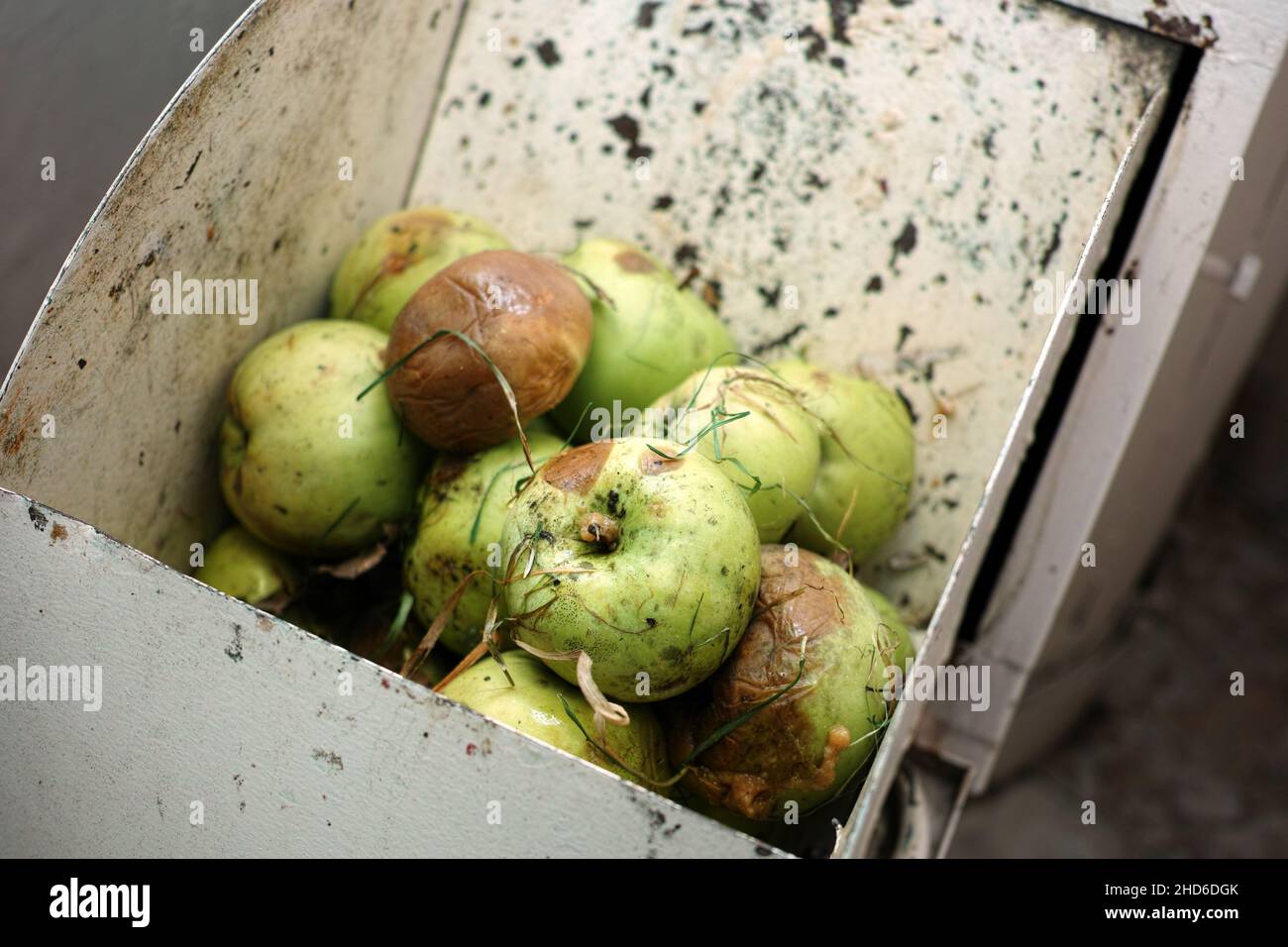 spoiled apples in a garbage chute, indoor close up image Stock Photo ...