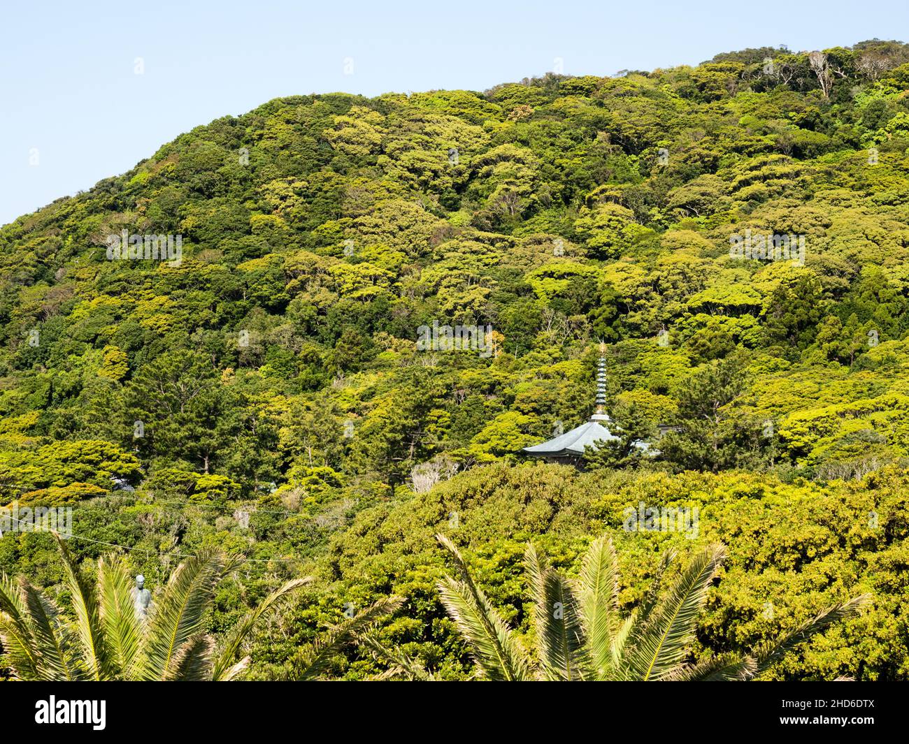 Lush forest covering the slopes of Cape Ashizuri with Kongofukuji ...