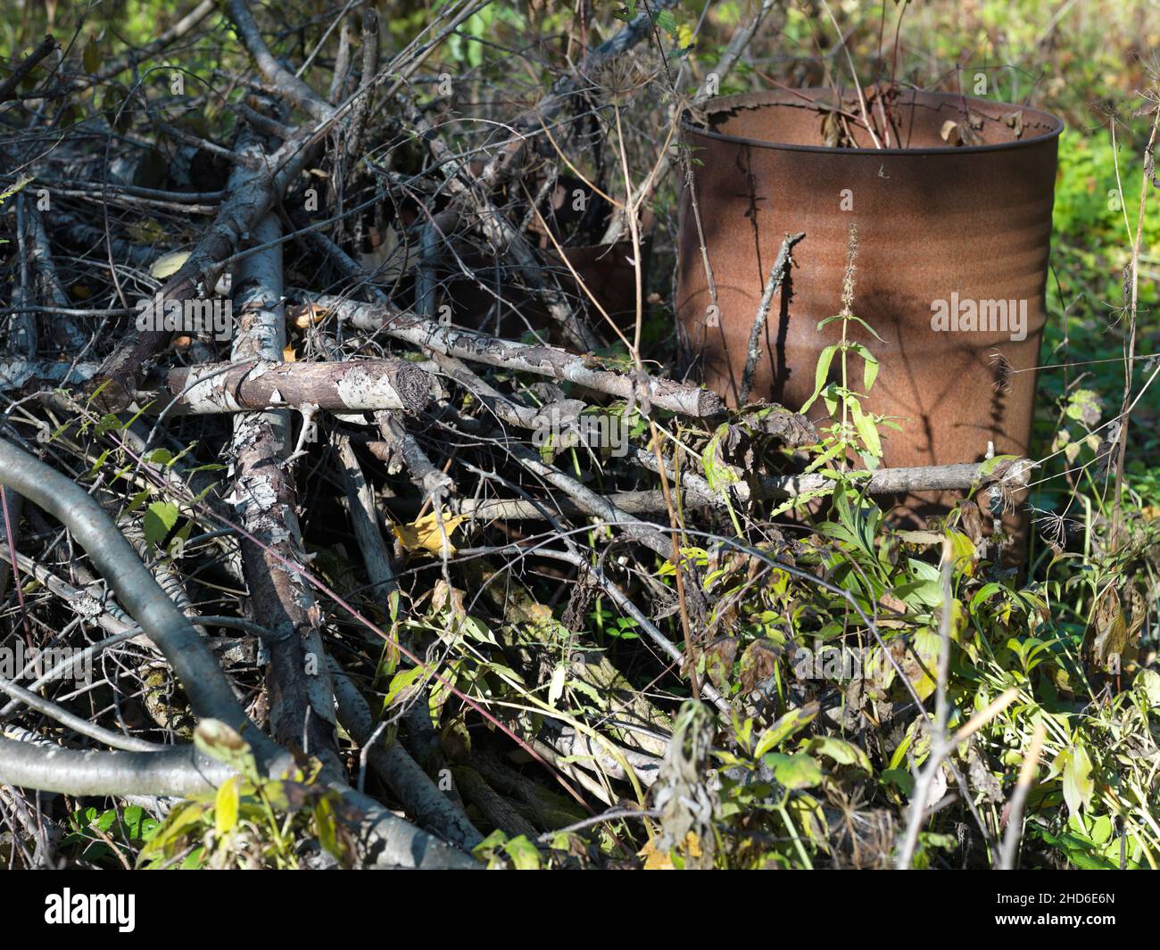 cut dead branches placed next to a barrel and ready to be burned ...