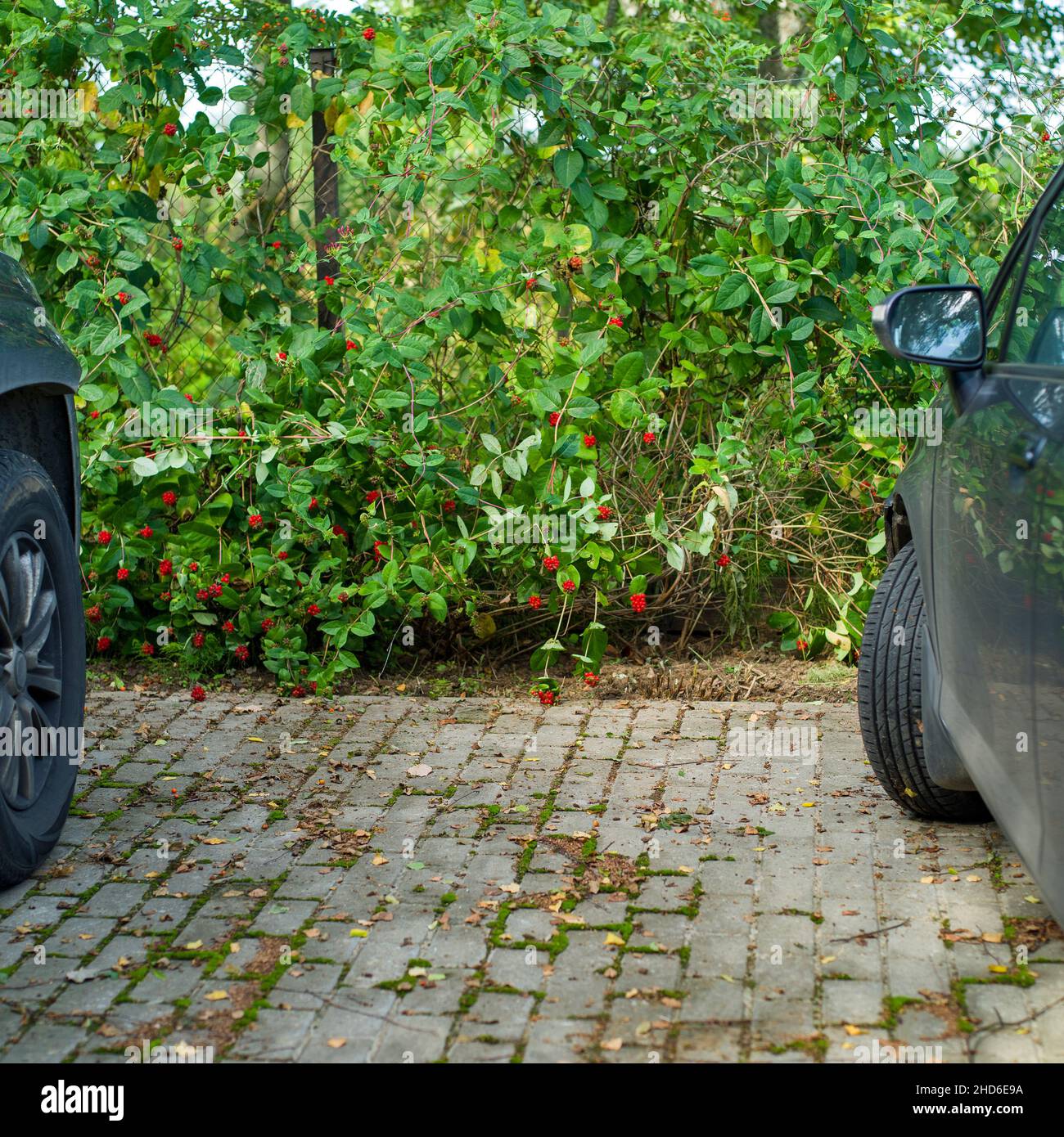 two cars parked on a tiled floor in front of bushes, high resolution ...