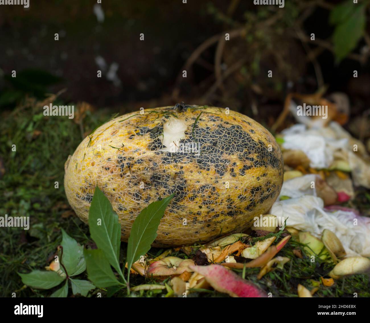 Rotten melon hi-res stock photography and images - Alamy
