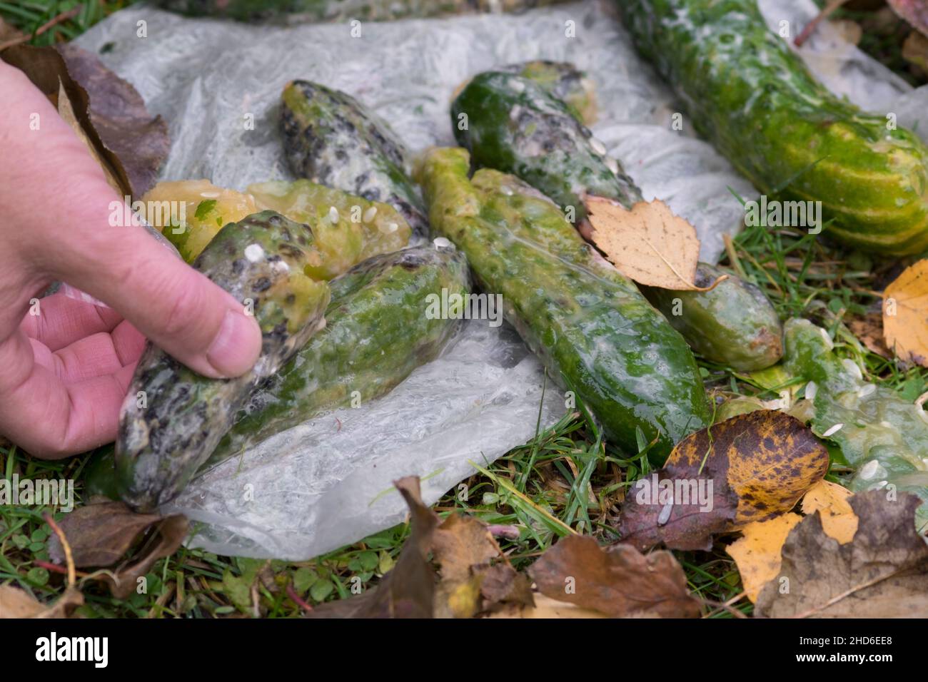 Rotten cucumber hi-res stock photography and images - Alamy