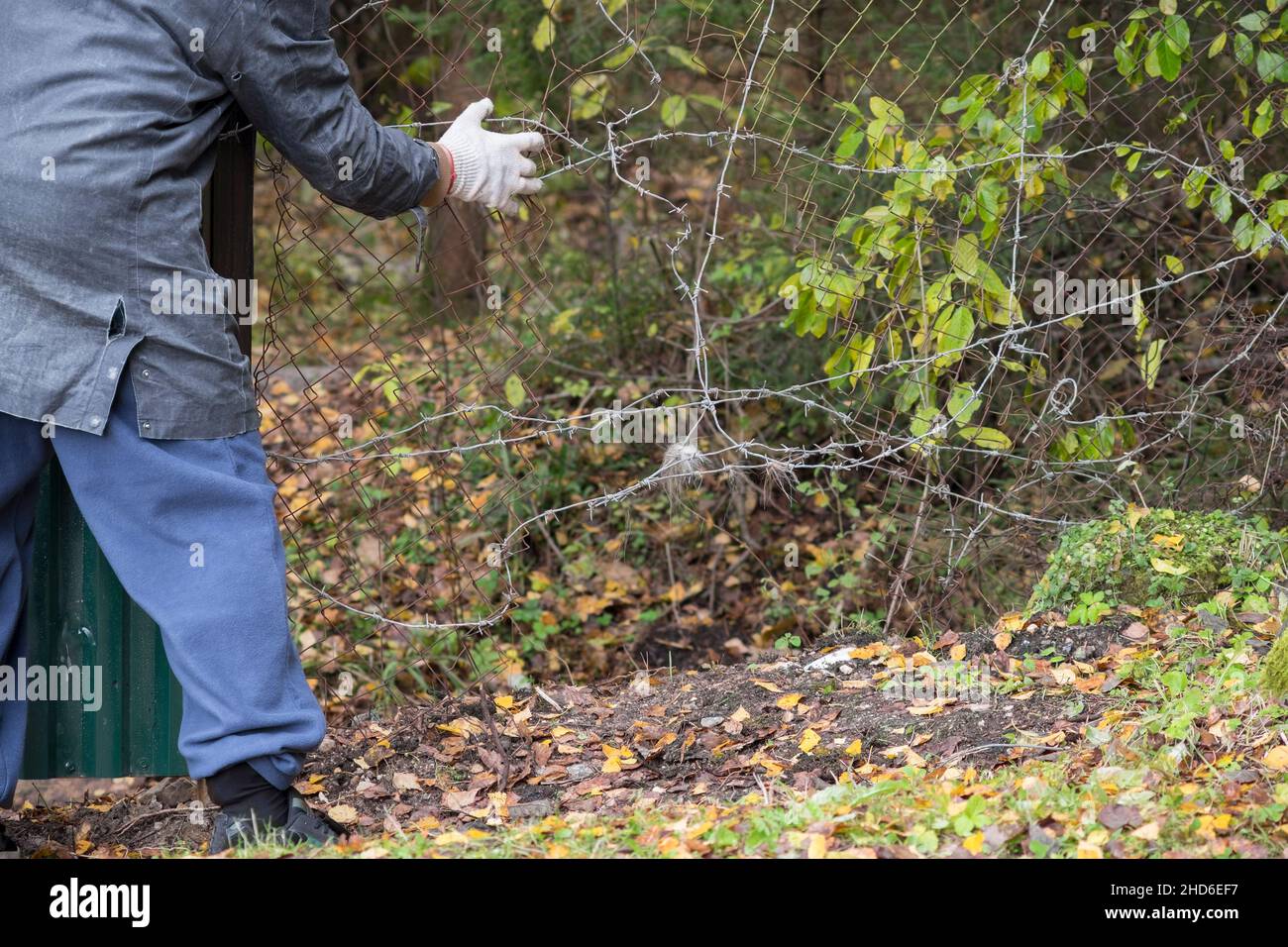 a man making a hole in a barbed wire fence, outdoor shot Stock Photo ...