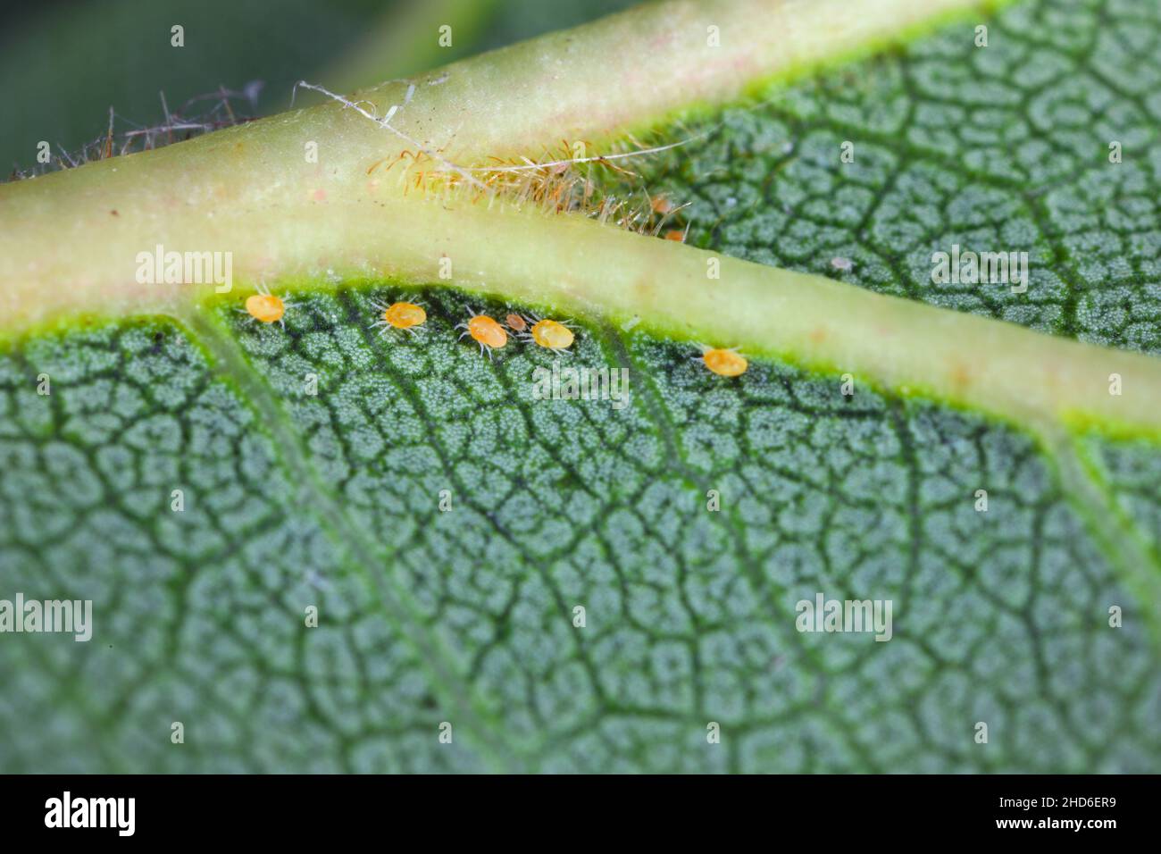 Panonychus ulmi - European red mite, is a species which is a major ...