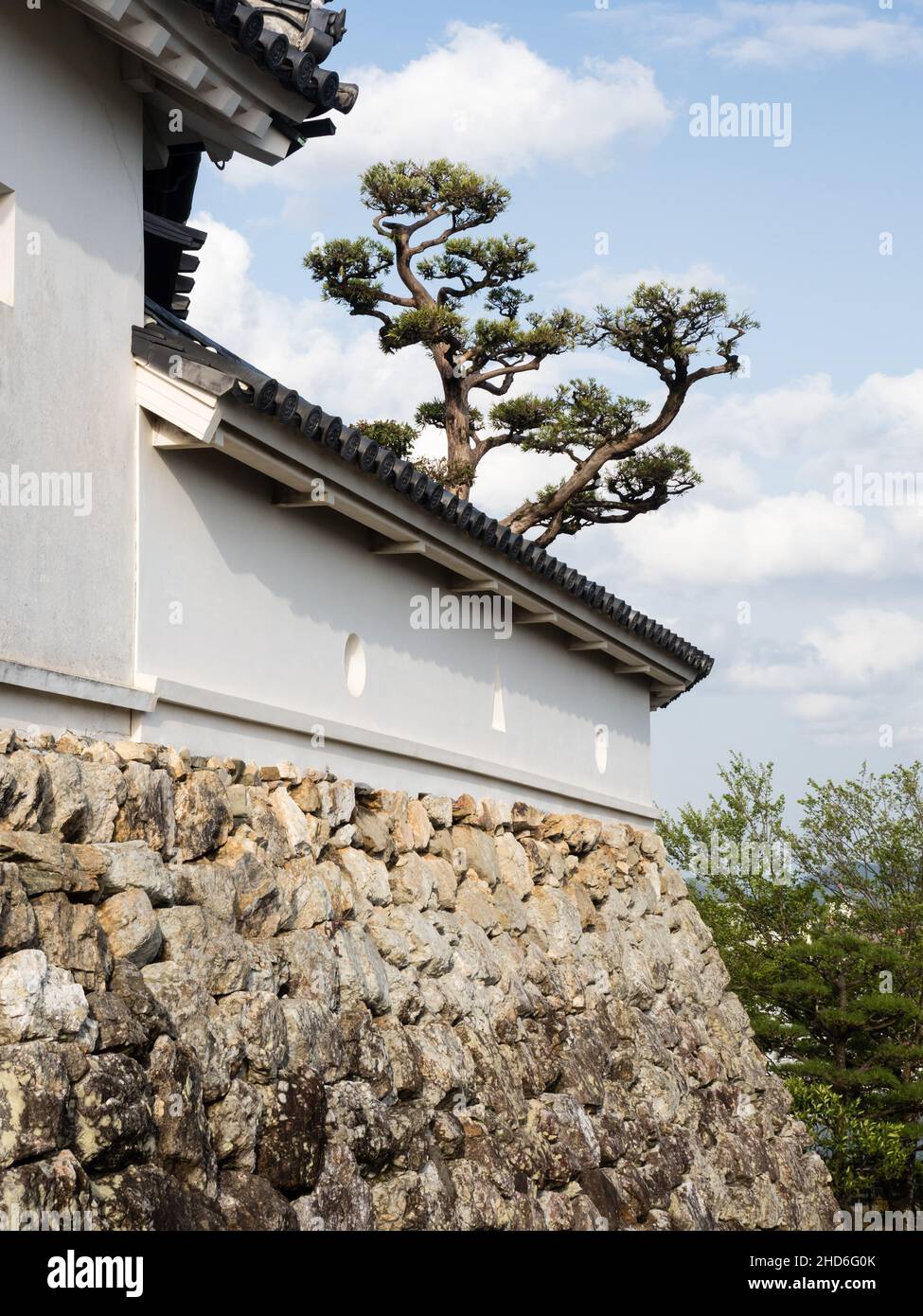 Kochi, Japan - April 6, 2018: Pine tree growing inside Kochi castle ...