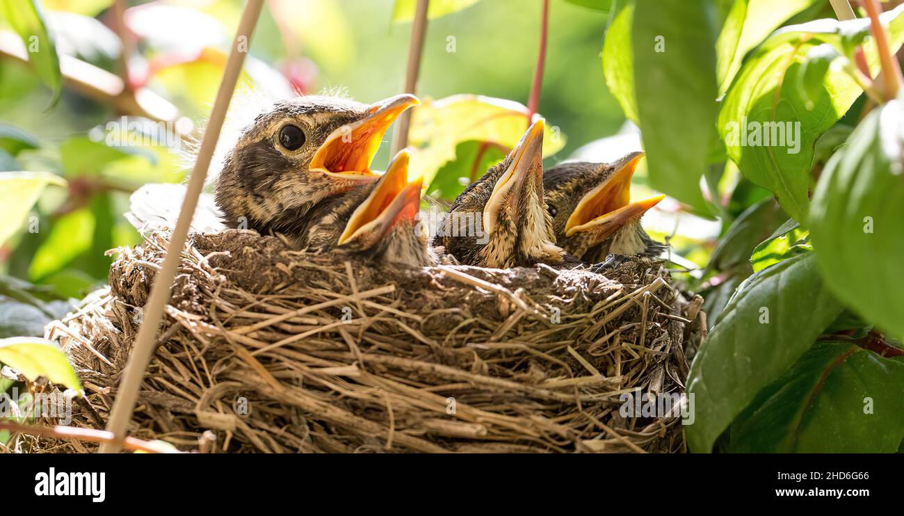 baby birds in nest Stock Photo - Alamy