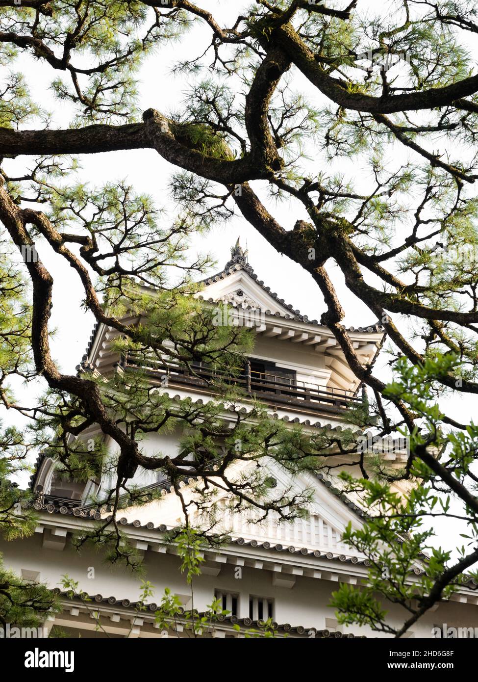 Kochi, Japan - April 7, 2018: Pine trees and main tower of Kochi castle ...
