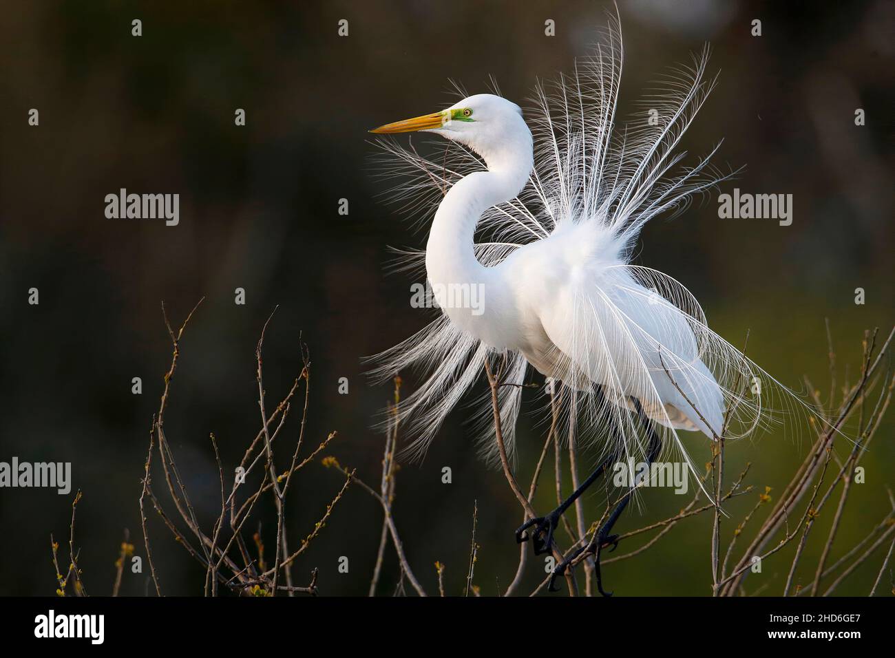 great egret bird beautiful look Stock Photo - Alamy