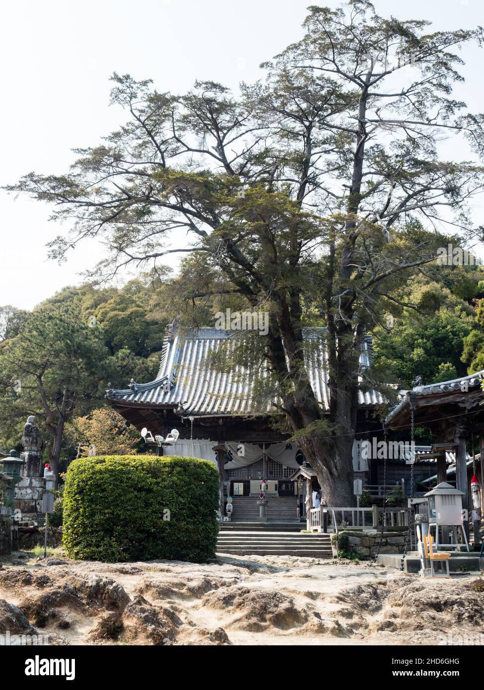 Tokushima, Japan - April 3, 2018: Giant tree on the grounds of Jorakuji ...