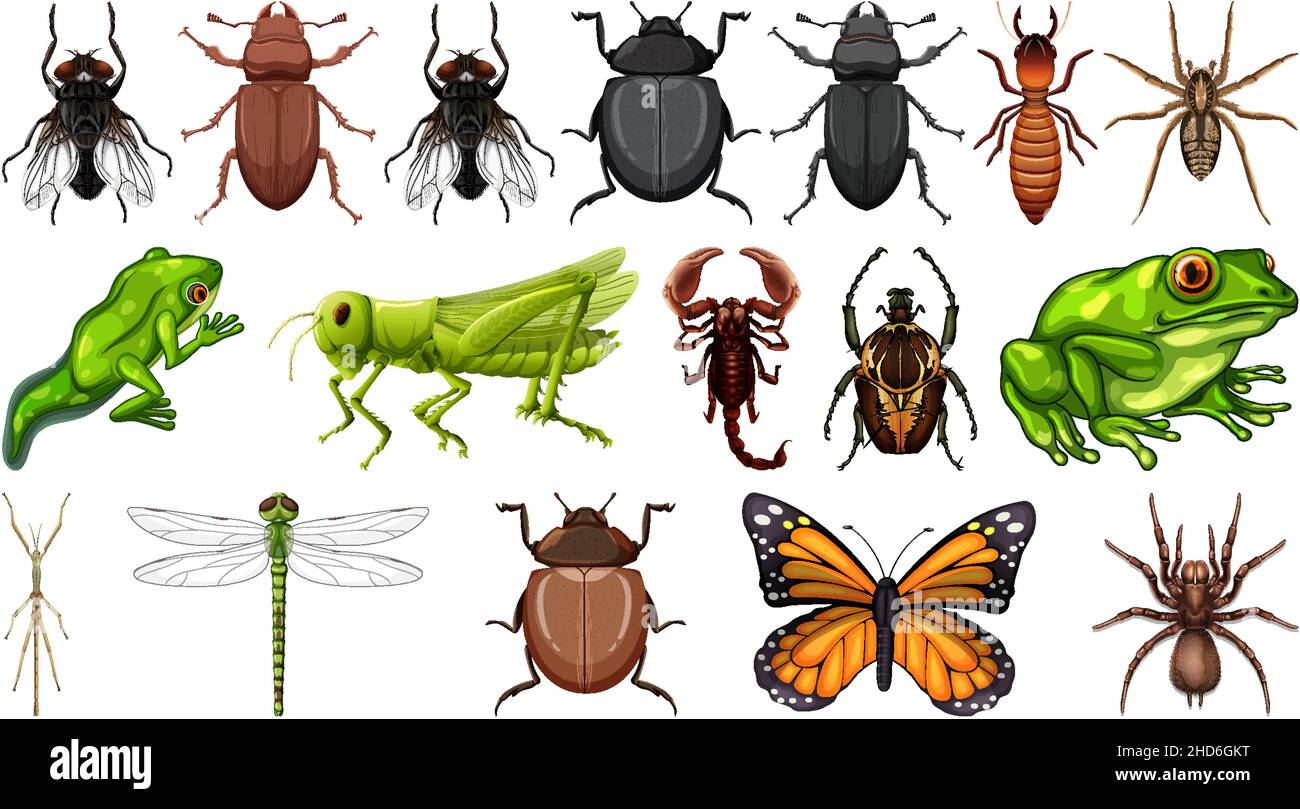 Different insects collection isolated on white background illustration ...