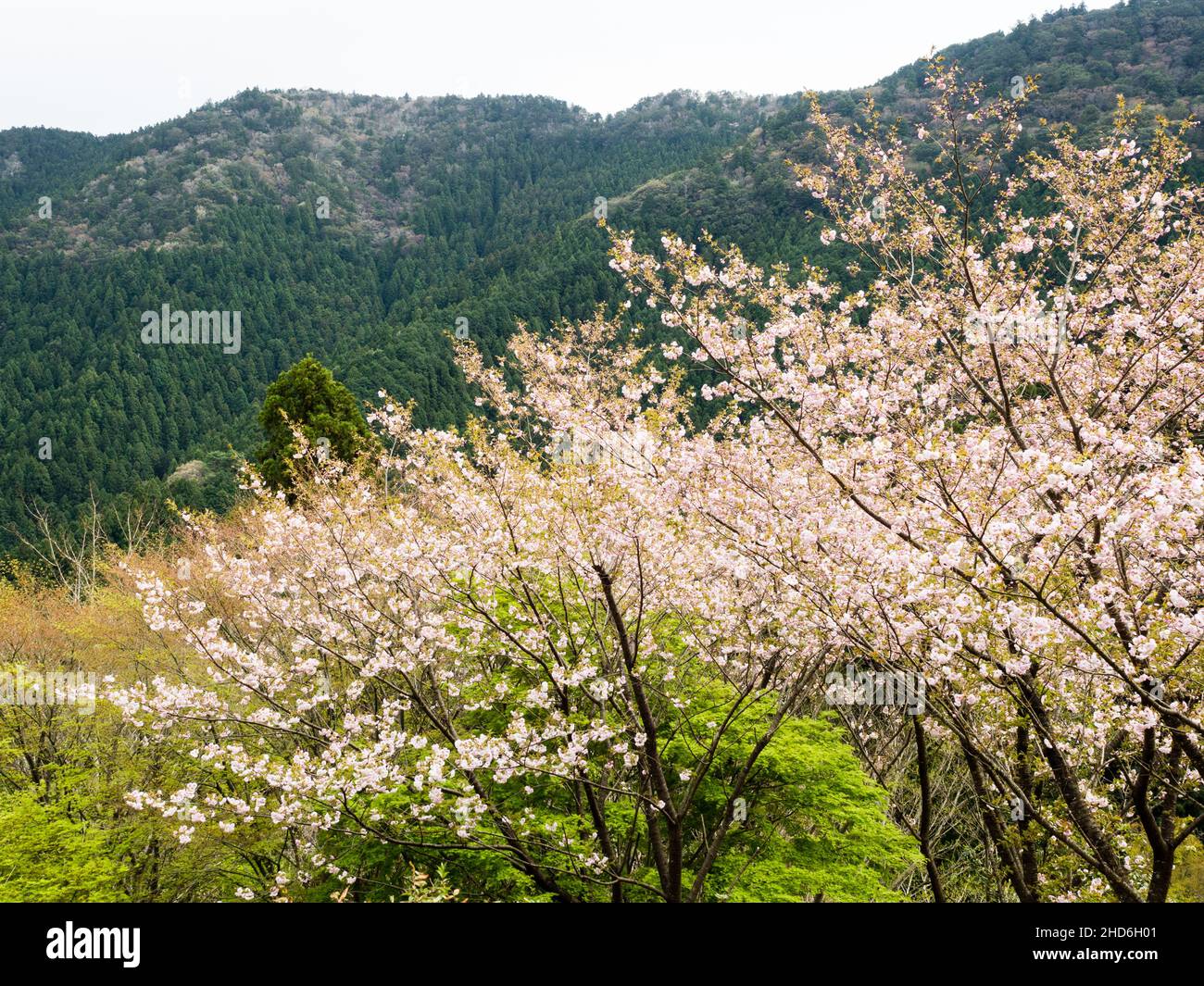 Cherry trees blooming in the mountains of Shikoku island near Tairyuji ...