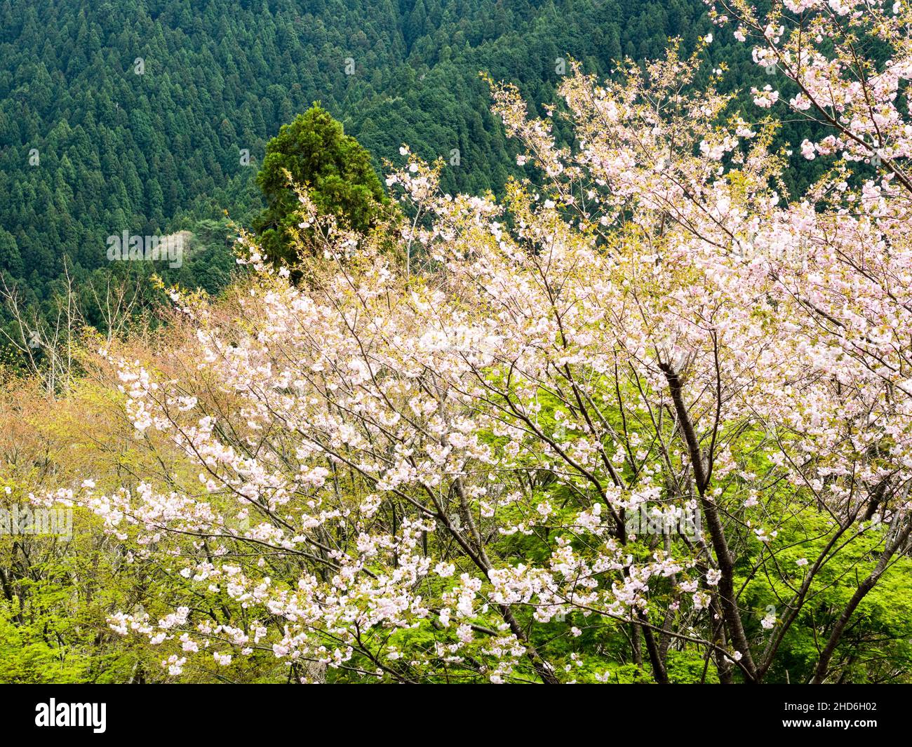 Cherry trees blooming in the mountains of Shikoku island near Tairyuji ...