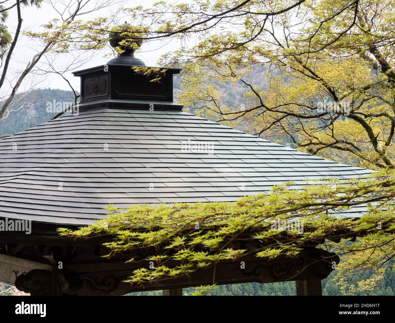 Traditional Japanese gazebo roof against bright green leaves in ...