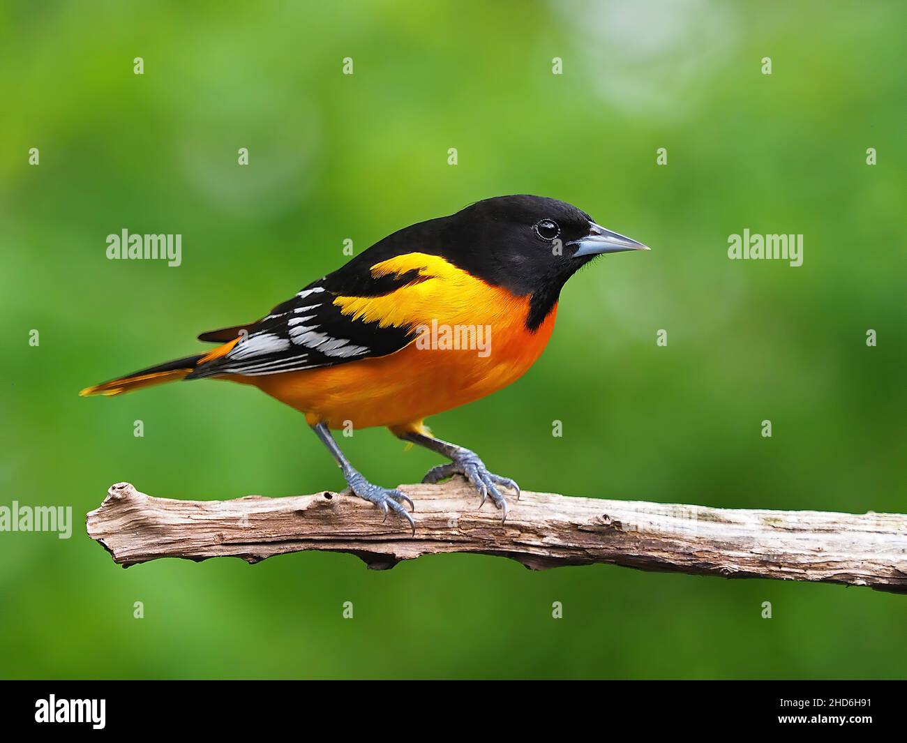 Gb bird hi-res stock photography and images - Alamy