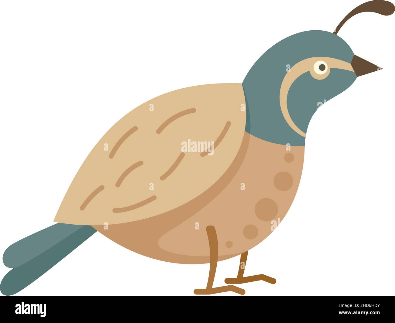 California quail illustration Cut Out Stock Images & Pictures - Alamy