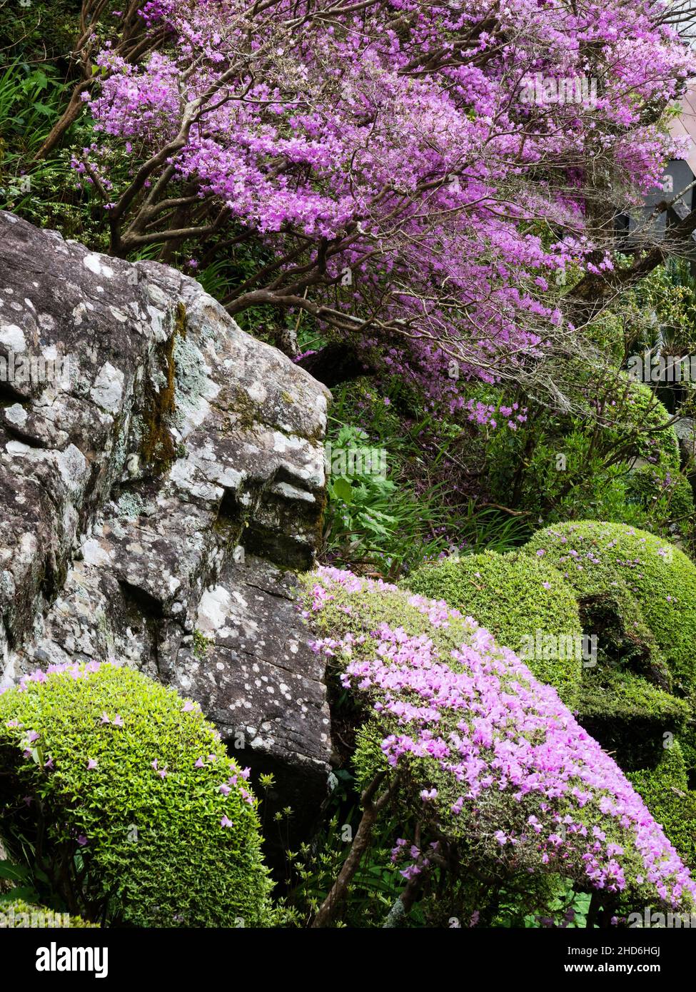 Blooming azalea plants in traditional Japanese garden Stock Photo - Alamy