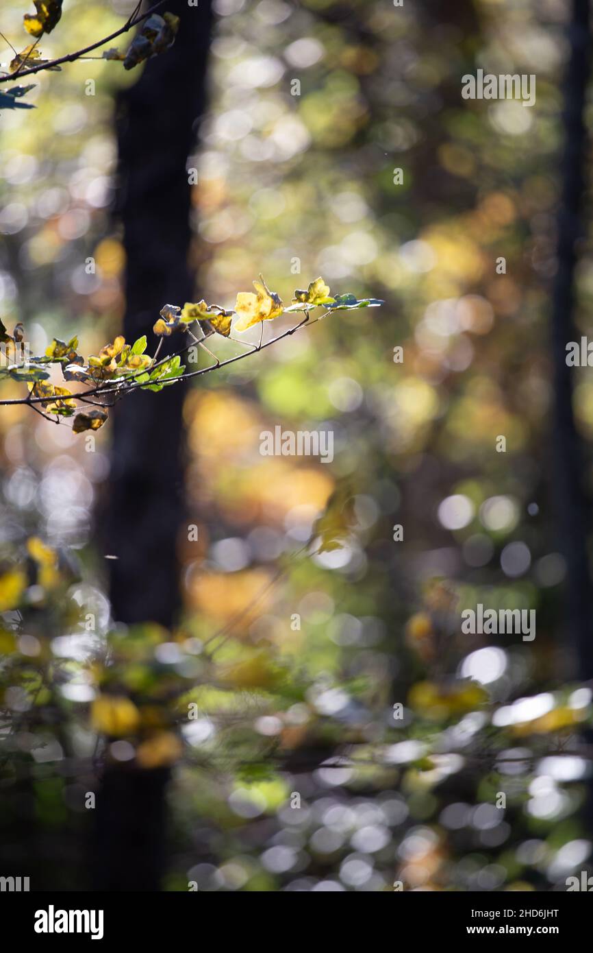 Some green autumn leaves on a tree branch nature background Stock Photo ...