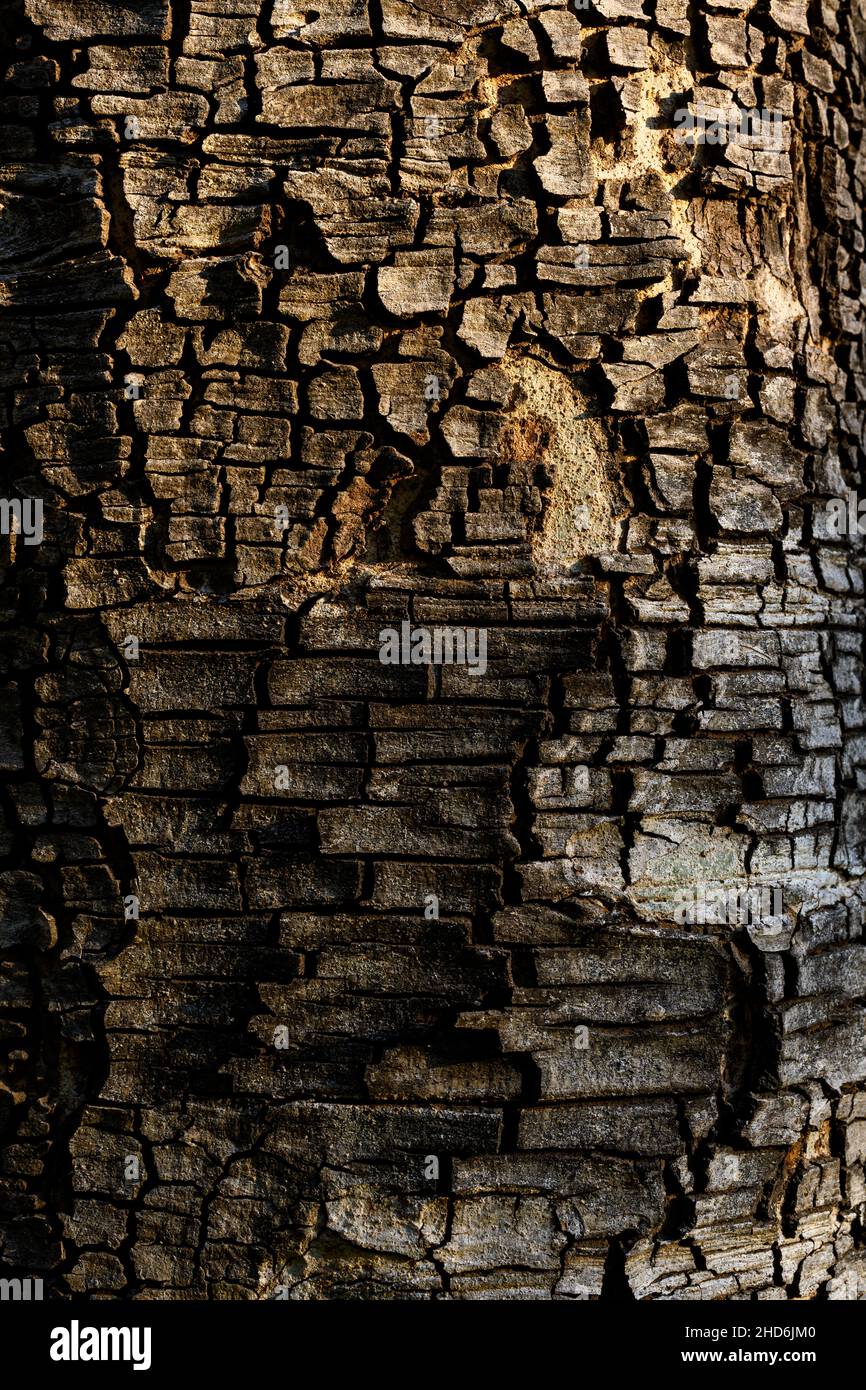 The trunk of a large tree with the cracked bark is naturally beautiful ...