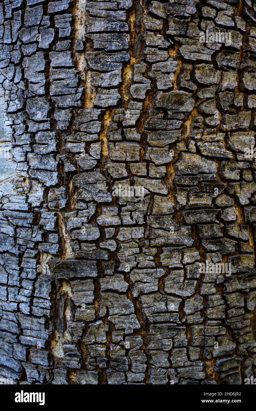 The trunk of a large tree with the cracked bark is naturally beautiful ...
