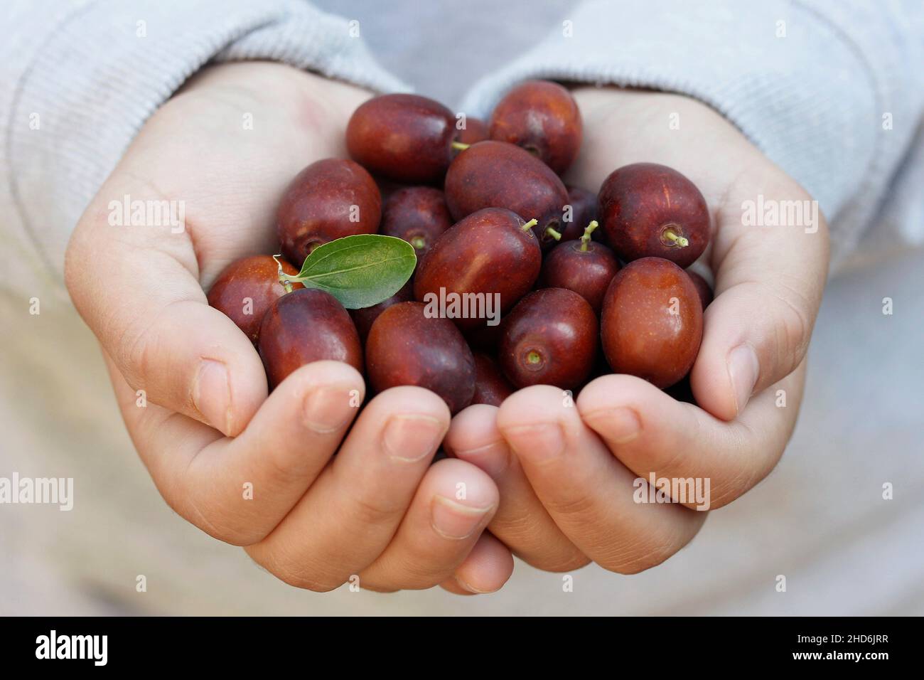 Ziziphus jujuba leaf hi-res stock photography and images - Alamy