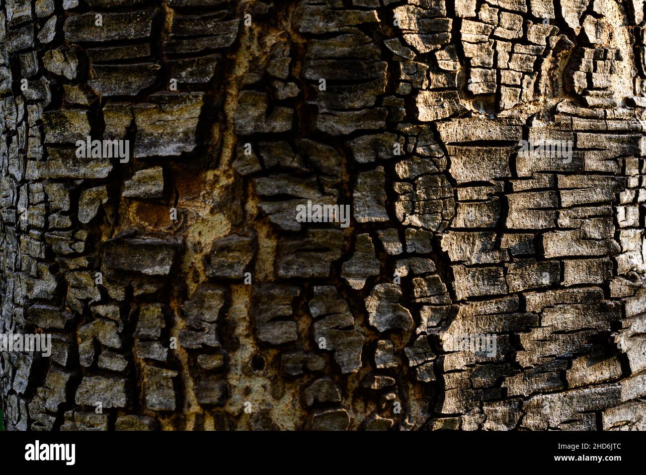 The trunk of a large tree with the cracked bark is naturally beautiful ...