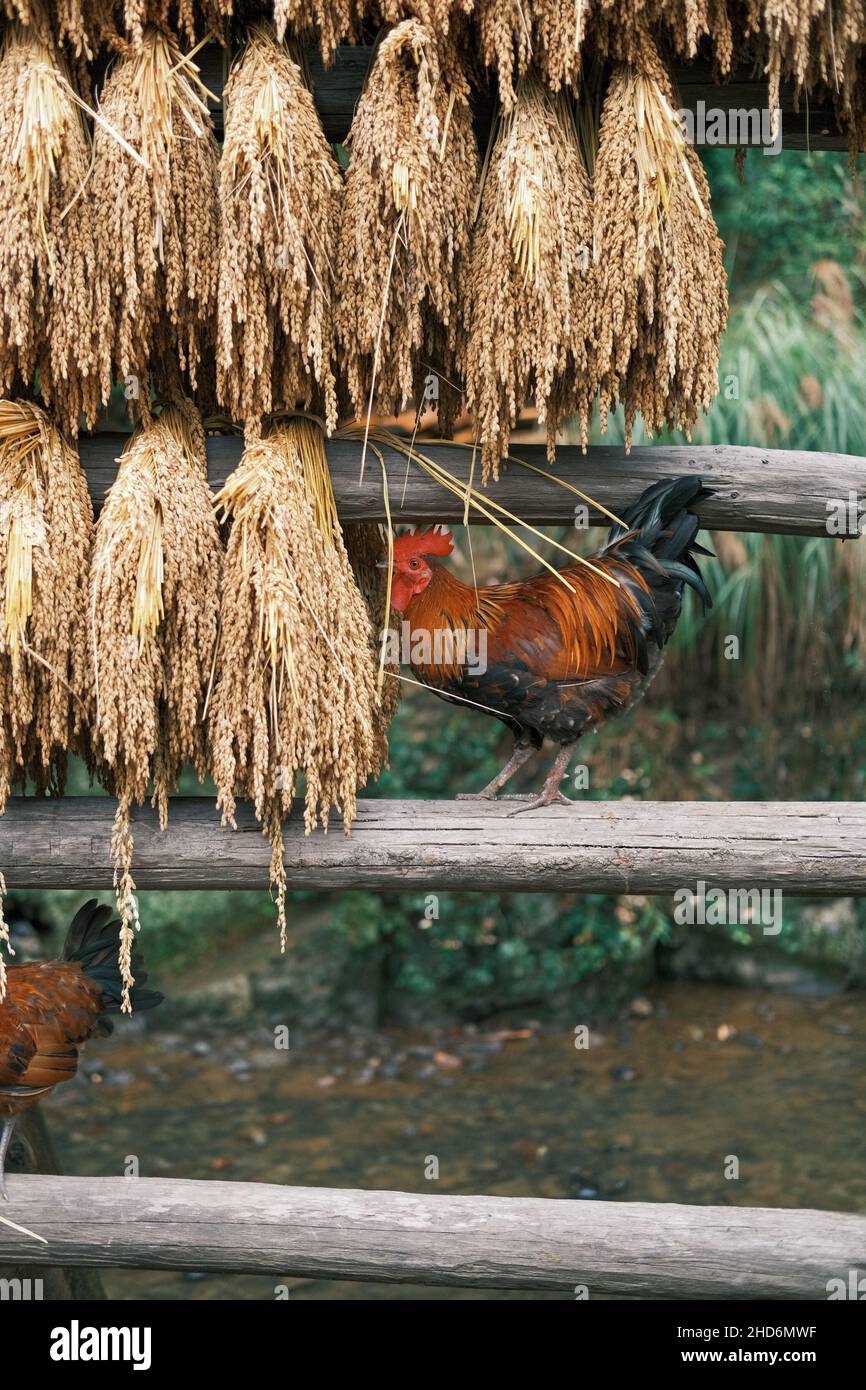 Roosters and barn hi-res stock photography and images - Alamy
