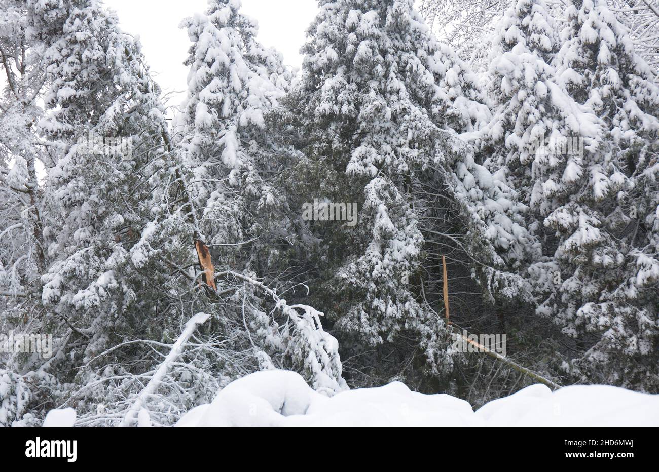 Snow damaged, broken thuja, arborvitae trees after a heavy snow storm ...