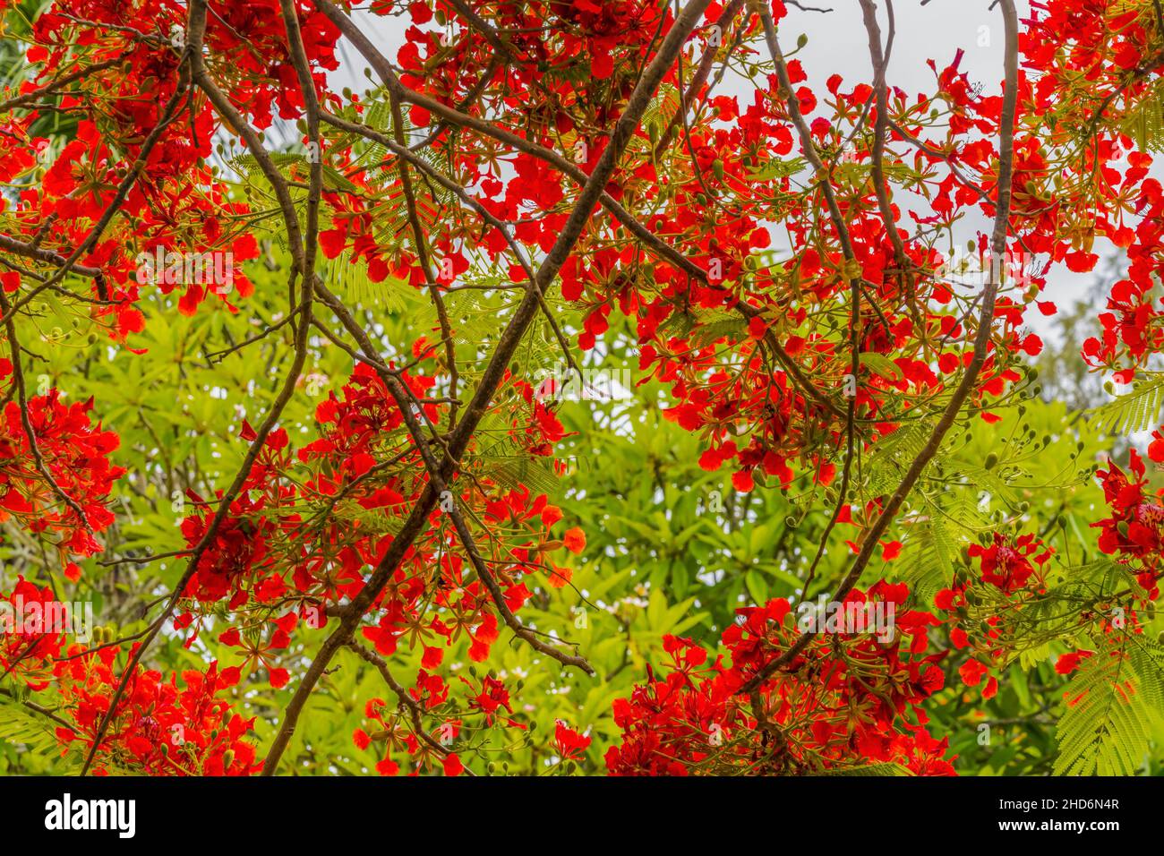 Red Flame Tree Delonix Regia Royal Poinciana Green Leaves Moorea Tahiti ...