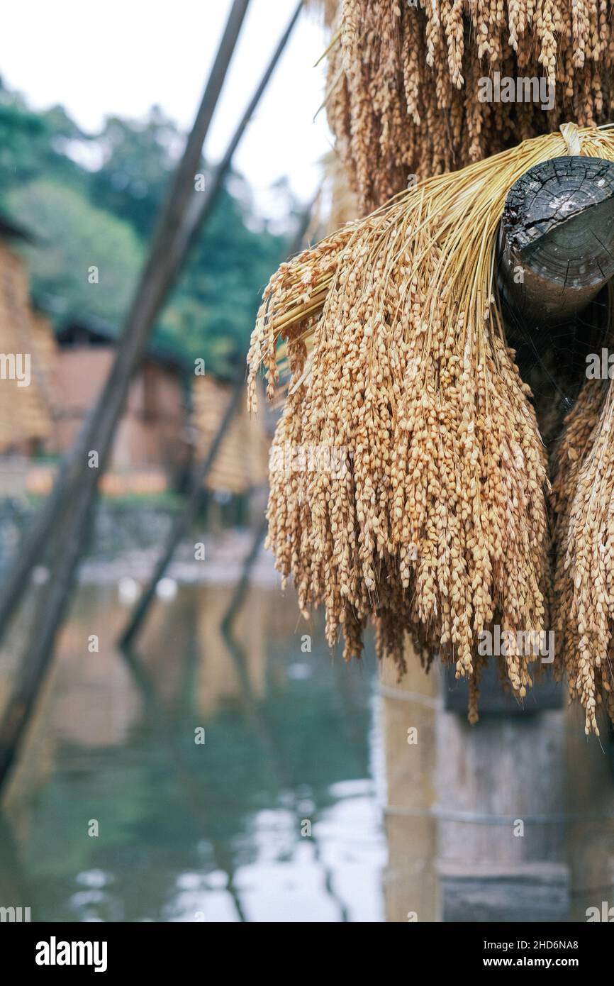 Rice straw drying hi-res stock photography and images - Alamy