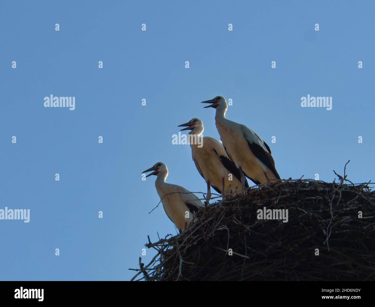 three white storks in the nest on a chimney in Brandenburg. Every year ...