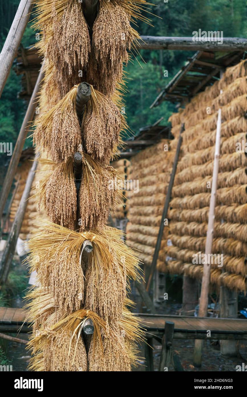 Rice straw drying hi-res stock photography and images - Alamy