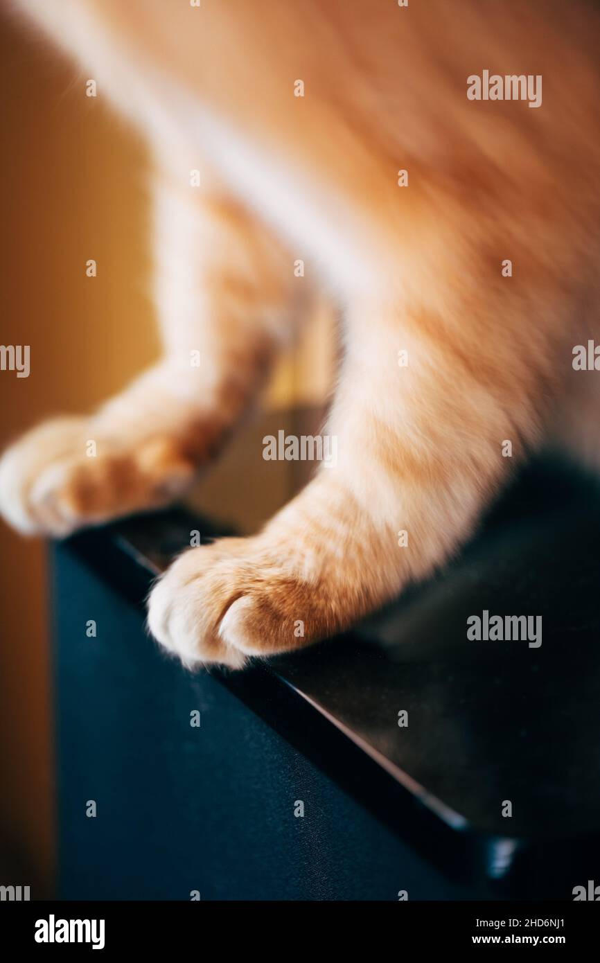 Orange cat paw hi-res stock photography and images - Alamy