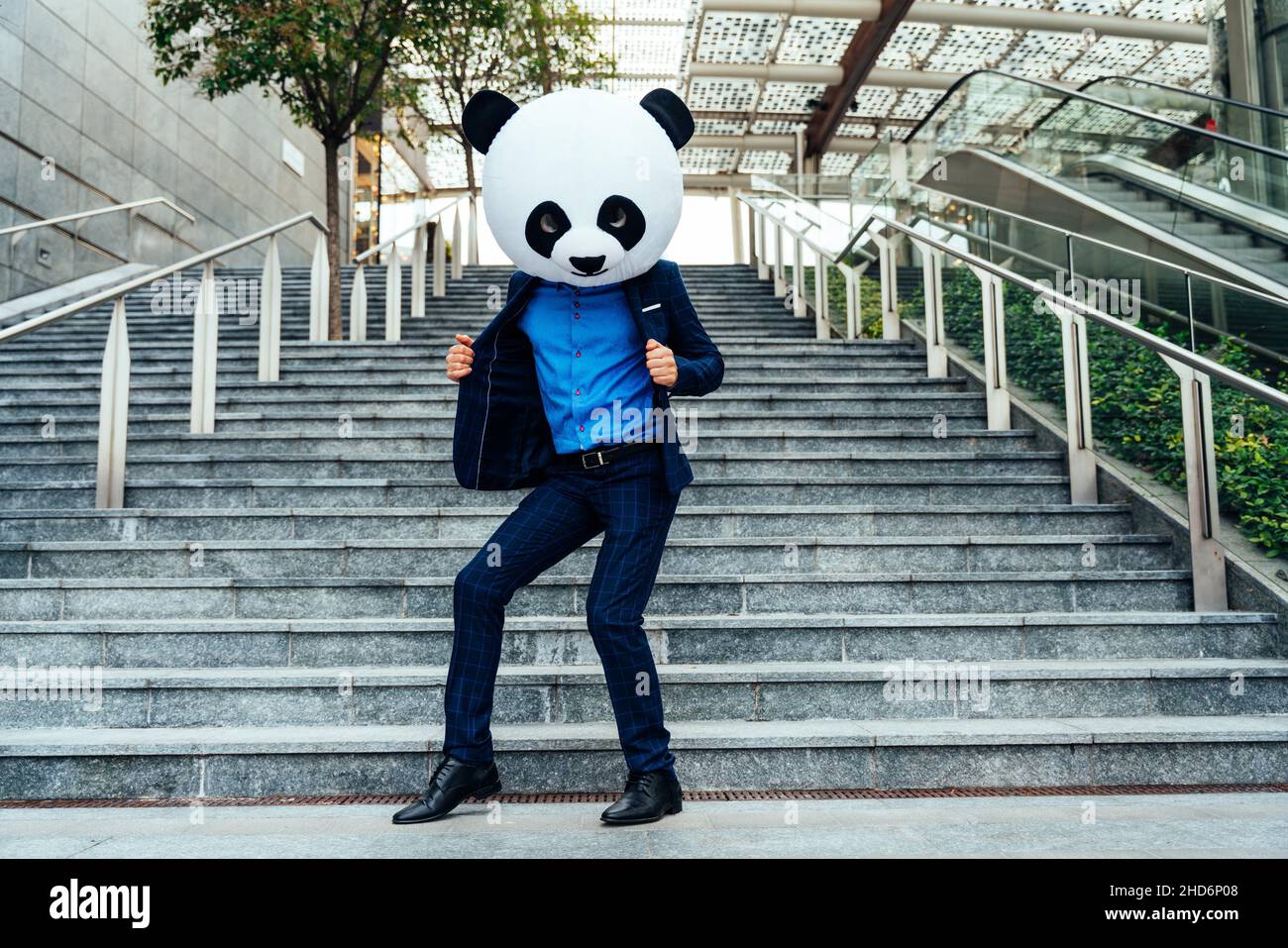 The giant panda story hi-res stock photography and images - Alamy