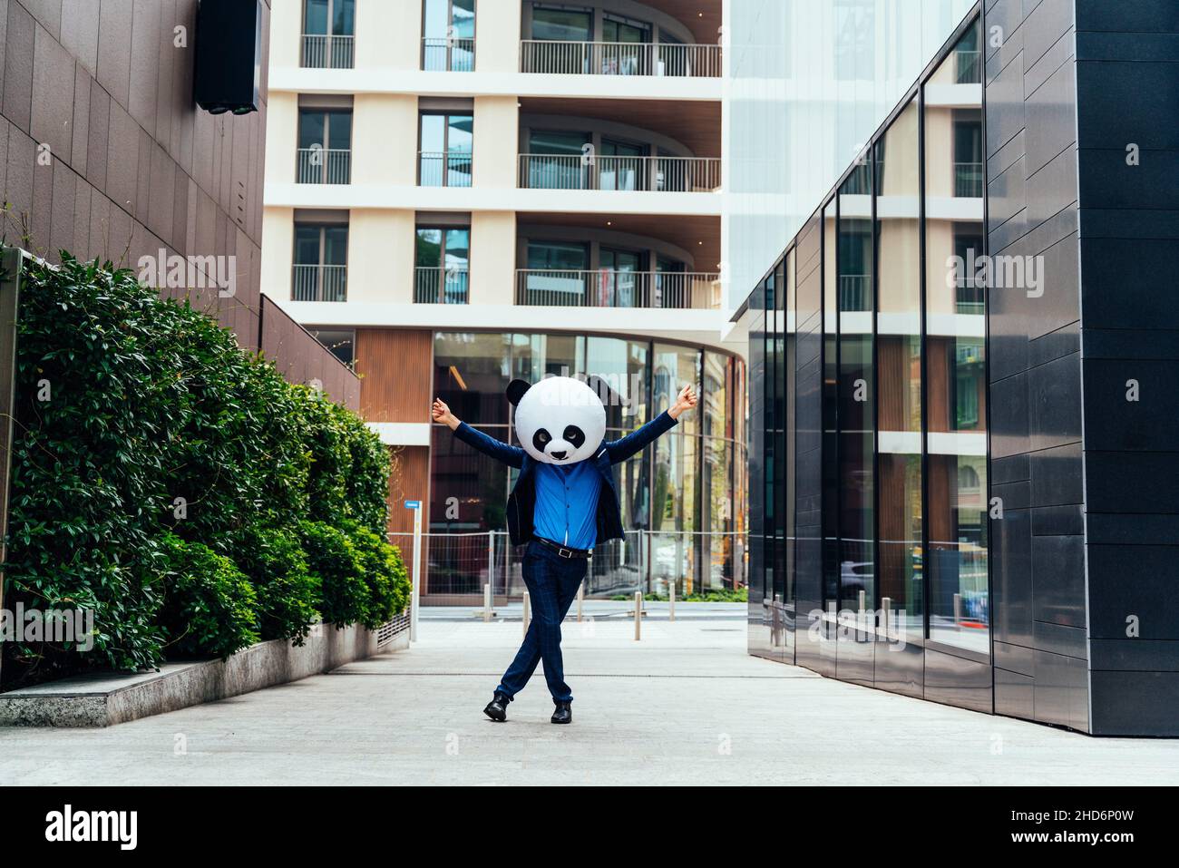 Storytelling image of a business man wearing a giant panda head Stock ...