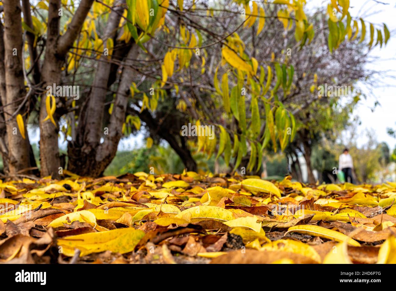 Trees with yellow autumn leaves and dry foliage on the ground ...