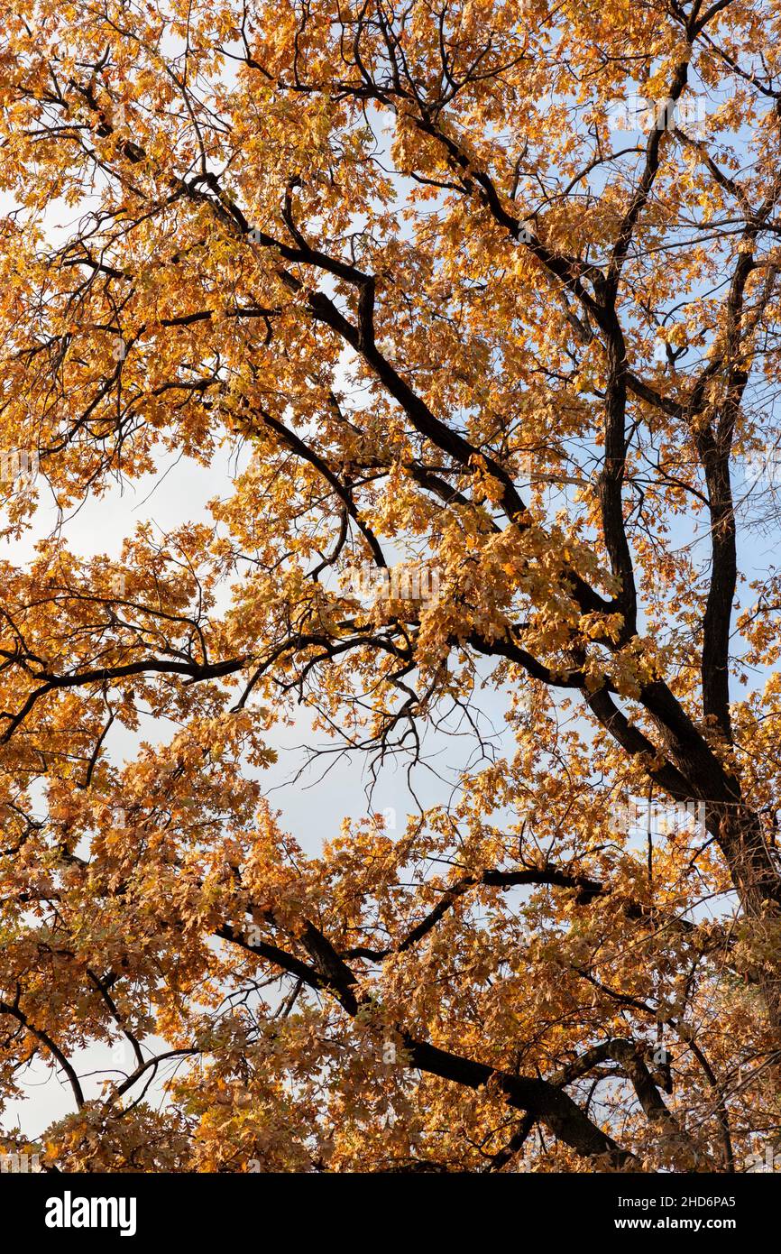 Old autumn tree hi-res stock photography and images - Alamy