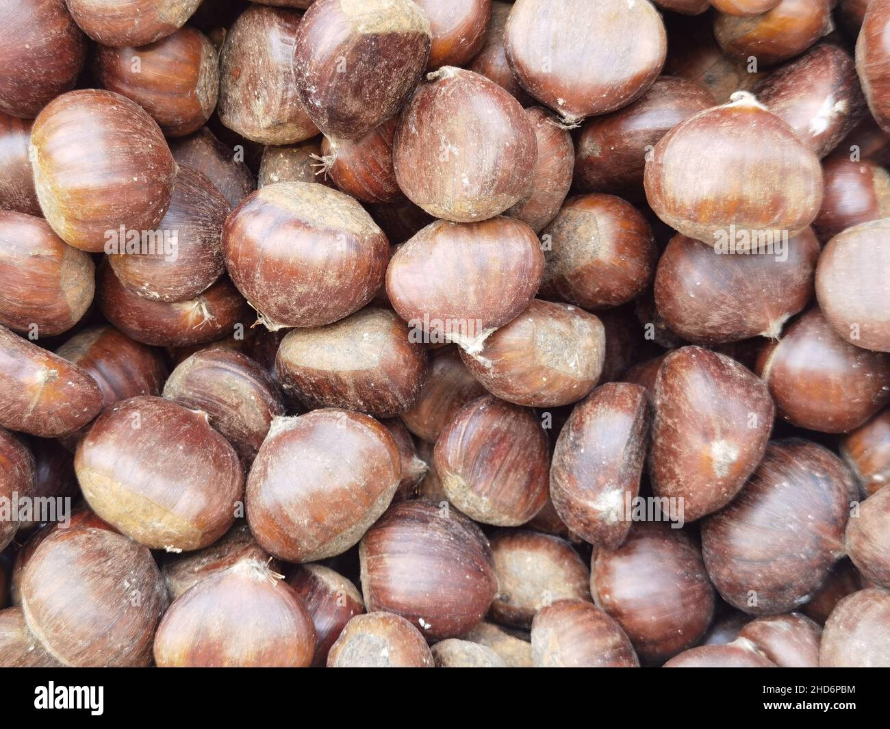Hazelnut in shell hi-res stock photography and images - Alamy
