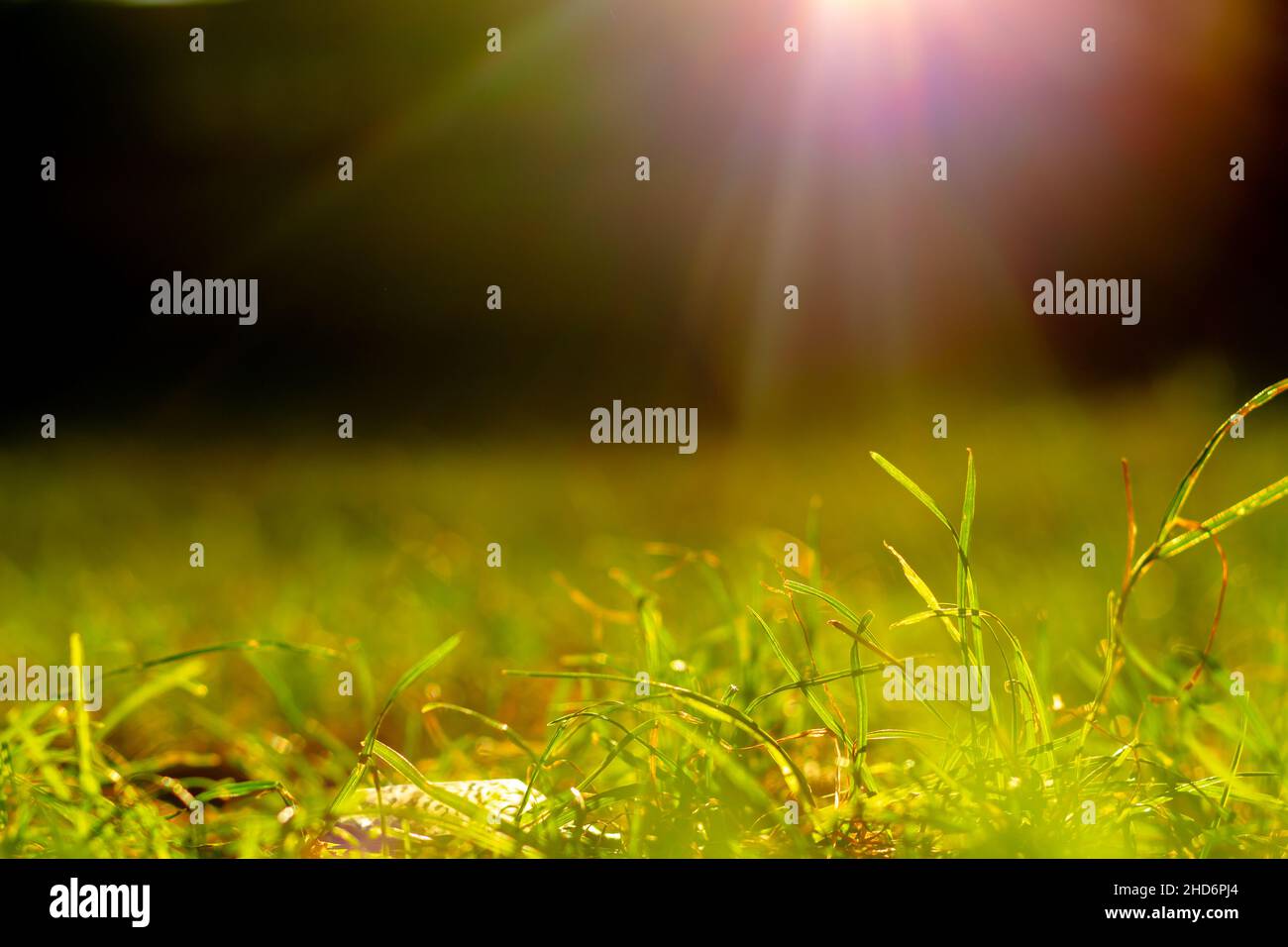 Grass background. Fresh grasses with sunrays blurred background photo ...