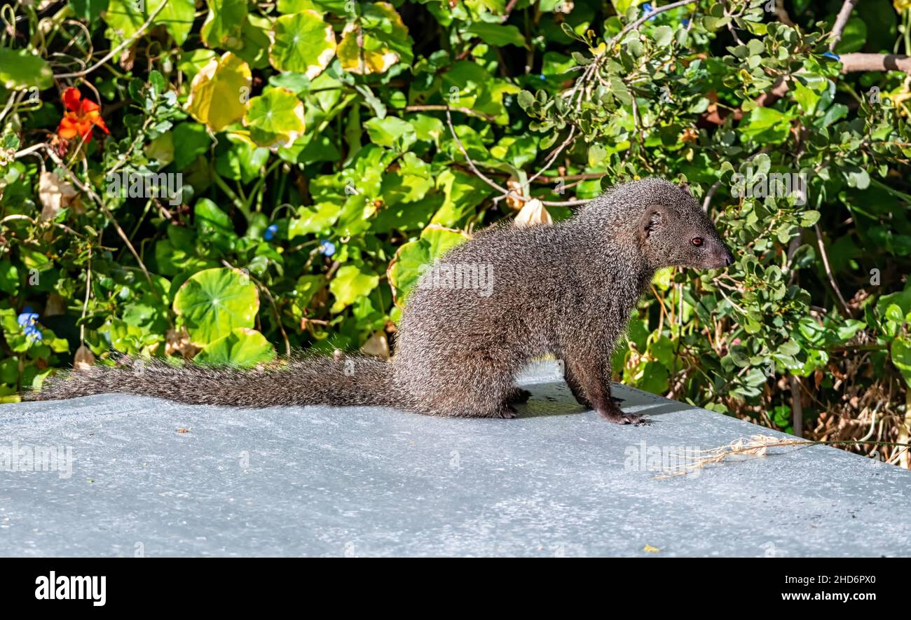 A Cape Grey Mongoose on a roof in a garden in the Southern Cape Stock ...