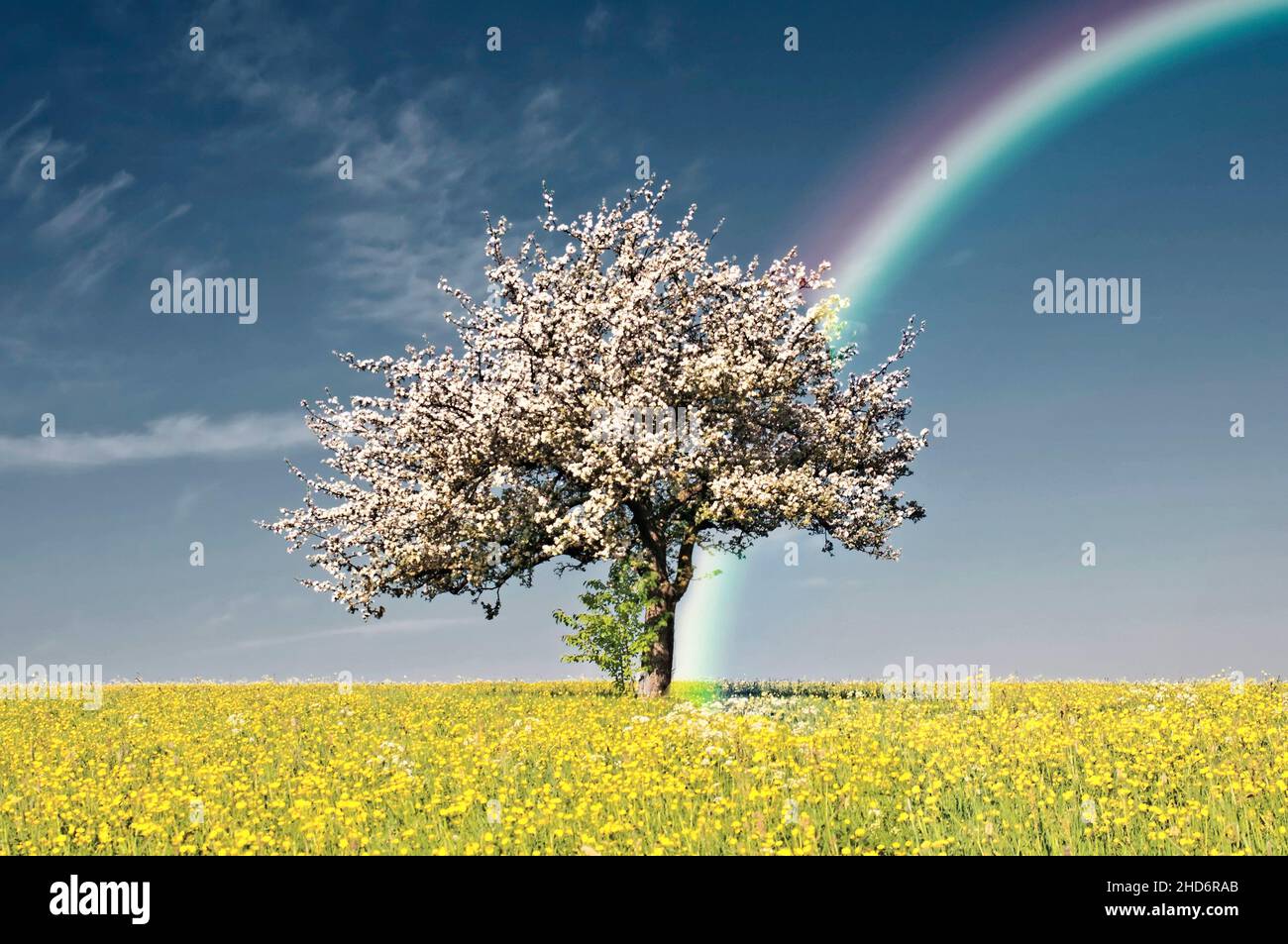 An apple blossom tree in full flower hi-res stock photography and ...