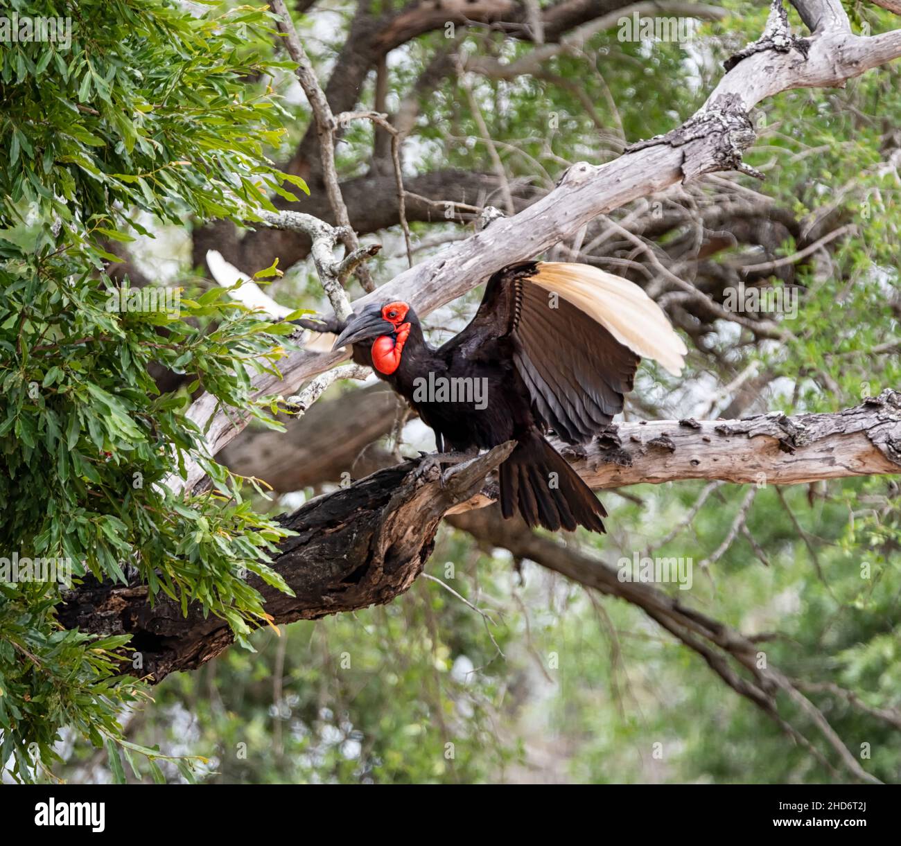 A Southern Ground Hornbill in African savannah Stock Photo - Alamy