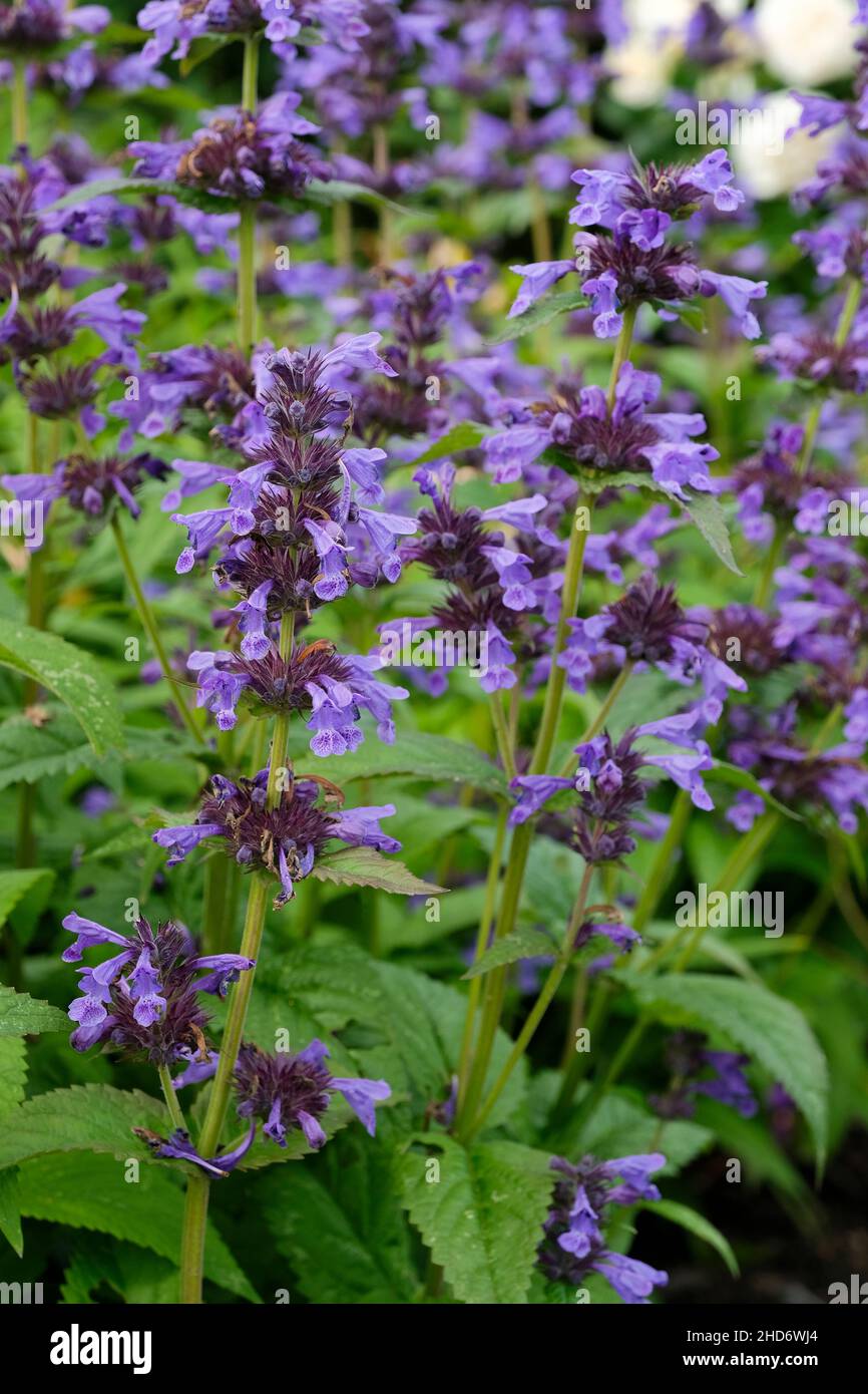 Nepeta Neptune, catmint 'Neptune', Nepeta 'Bokratune', Nepeta kubanica ...