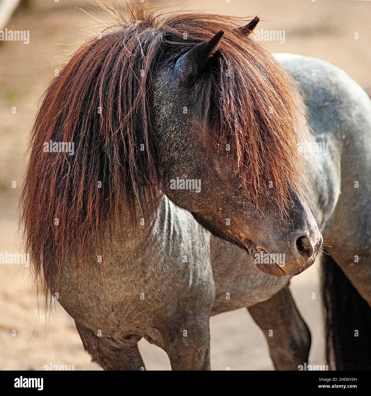 Golden mane hi-res stock photography and images - Alamy