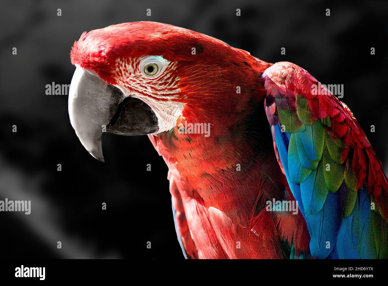 Deep red parrot. Attentive look on an unfocused and monochromatic ...
