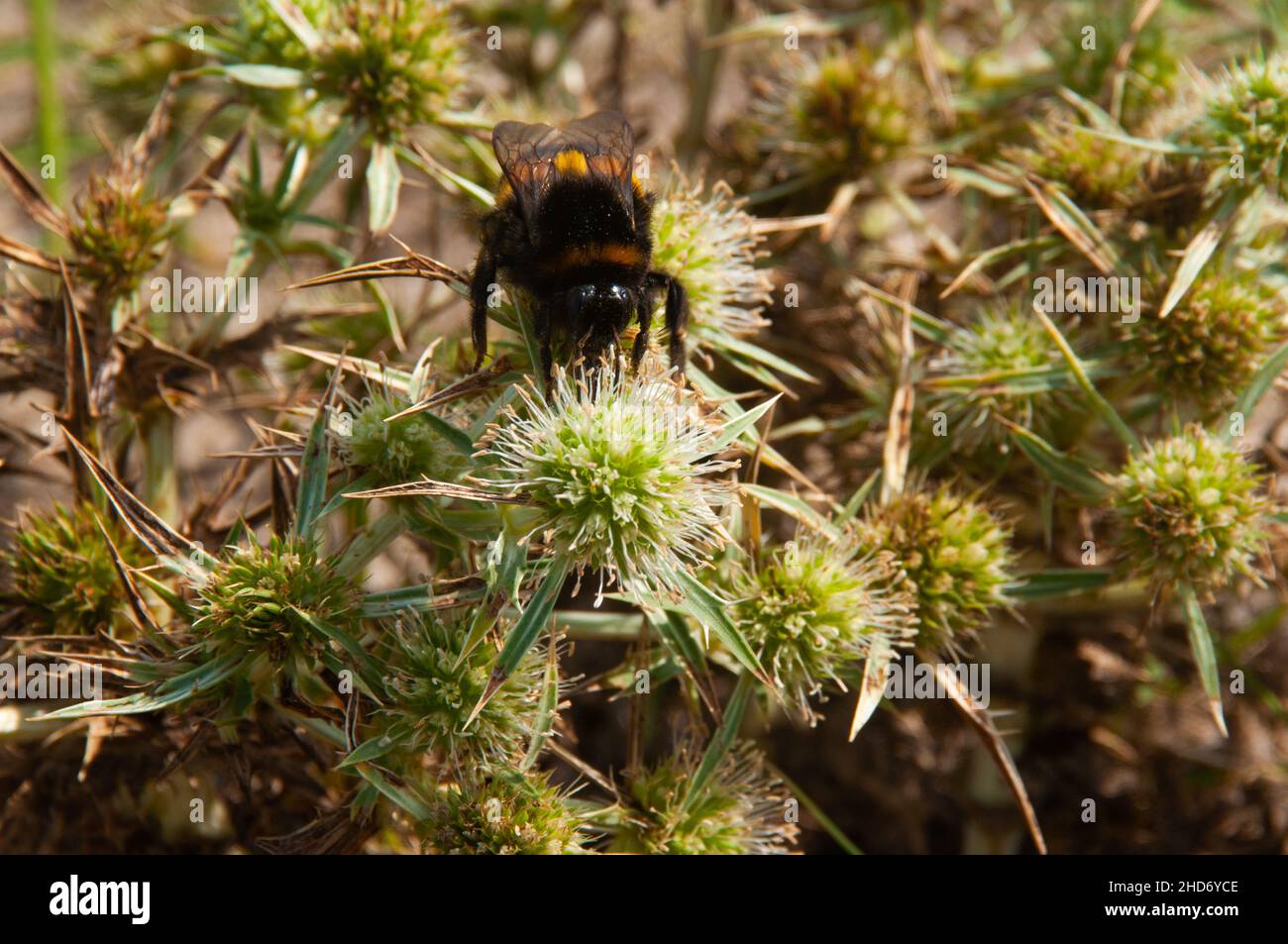 Closeup of the bumblebee on the plants Stock Photo - Alamy