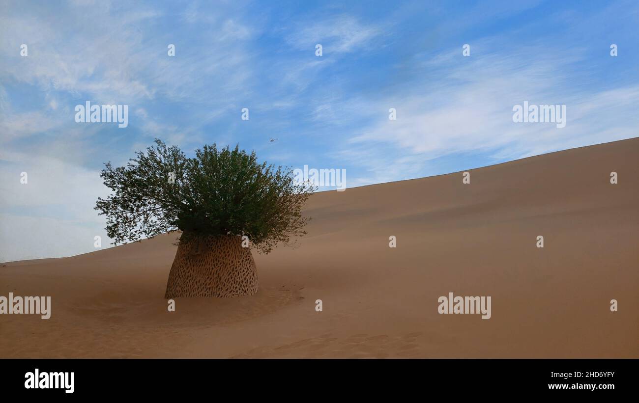 Lonely tree in the desert Stock Photo - Alamy