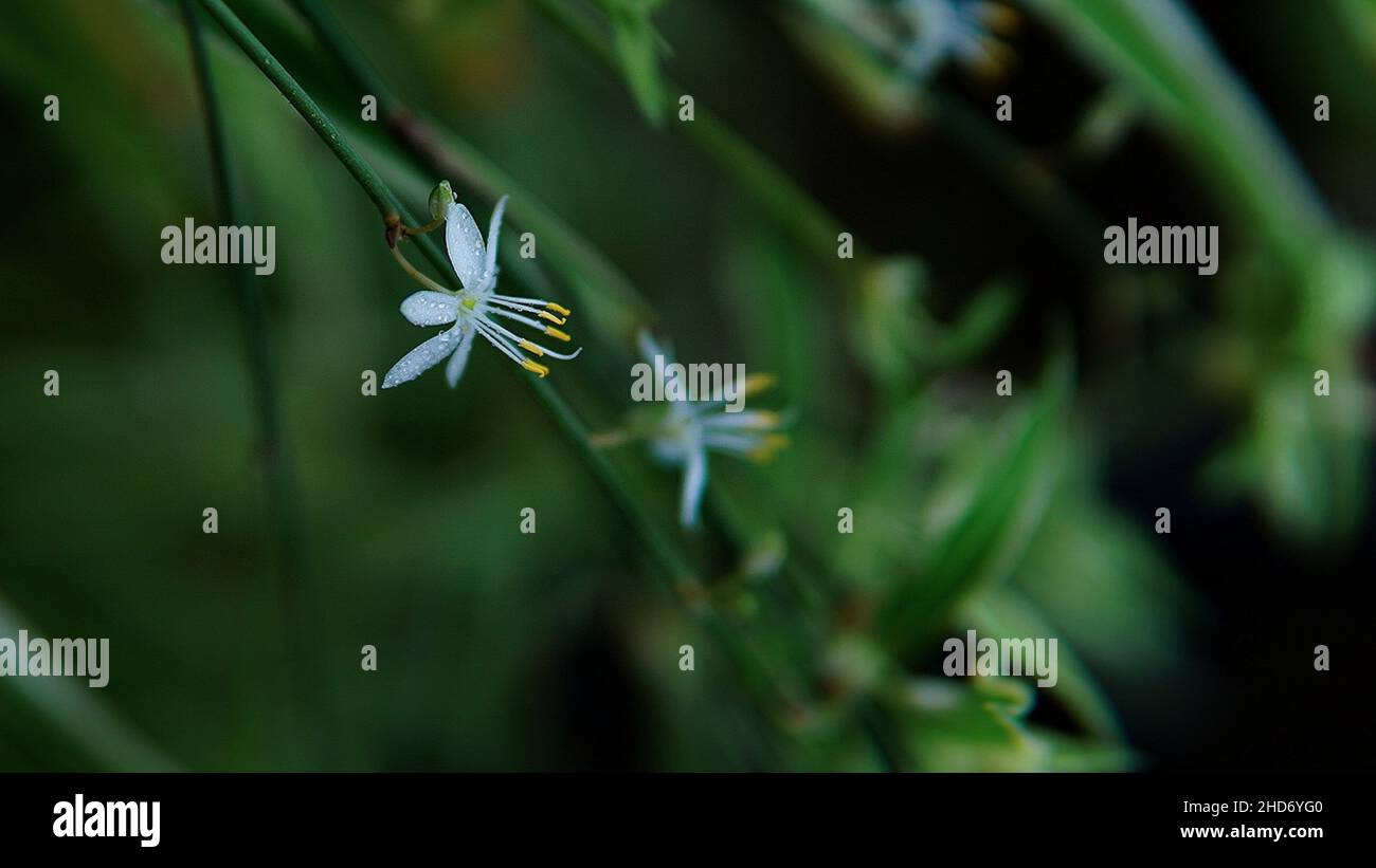 Closeup of Chlorophytum comosum, called spider plant, also known as ...